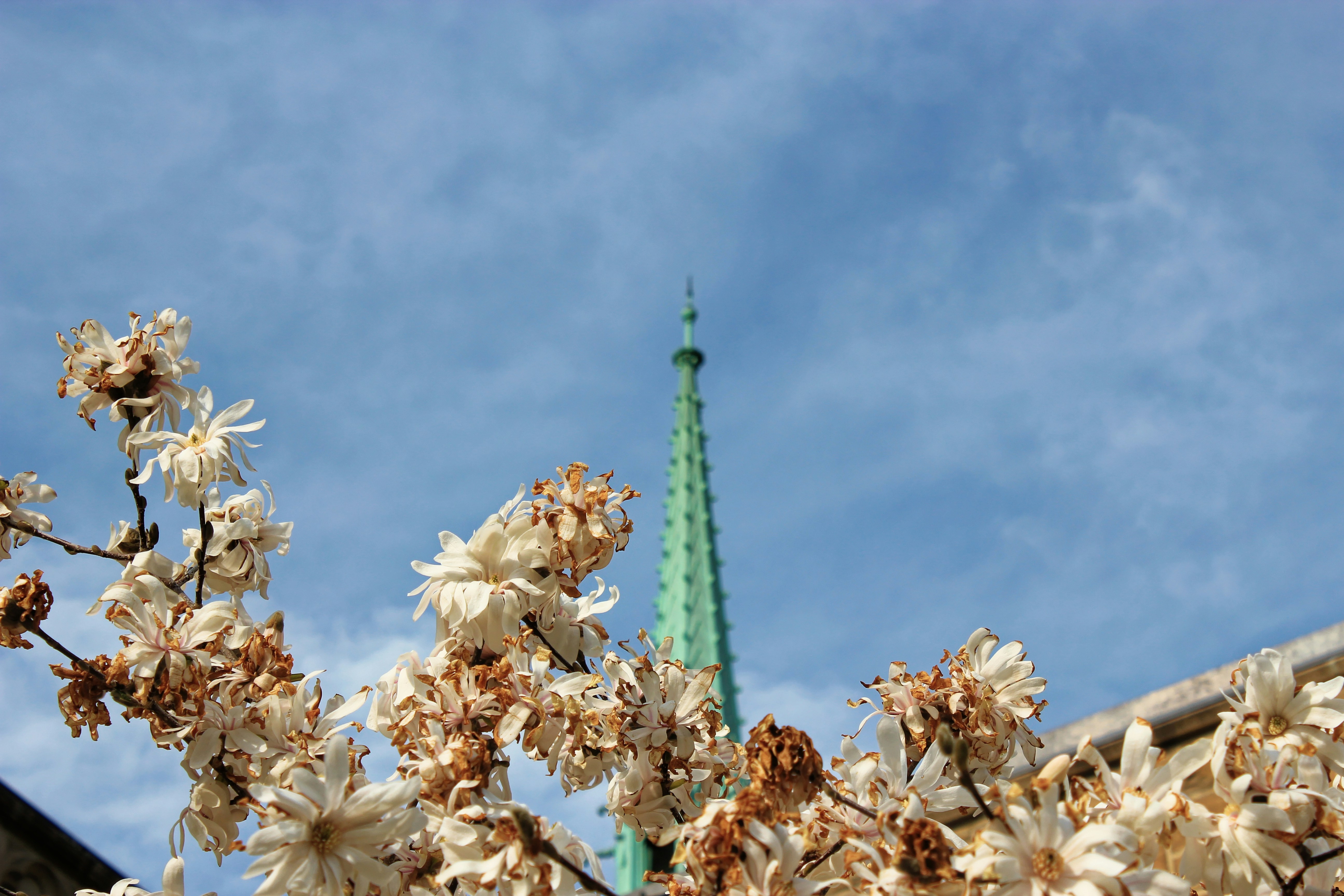 Delicate white flowers frame the green spire of a historic building against a blue sky, capturing the essence of spring's arrival.