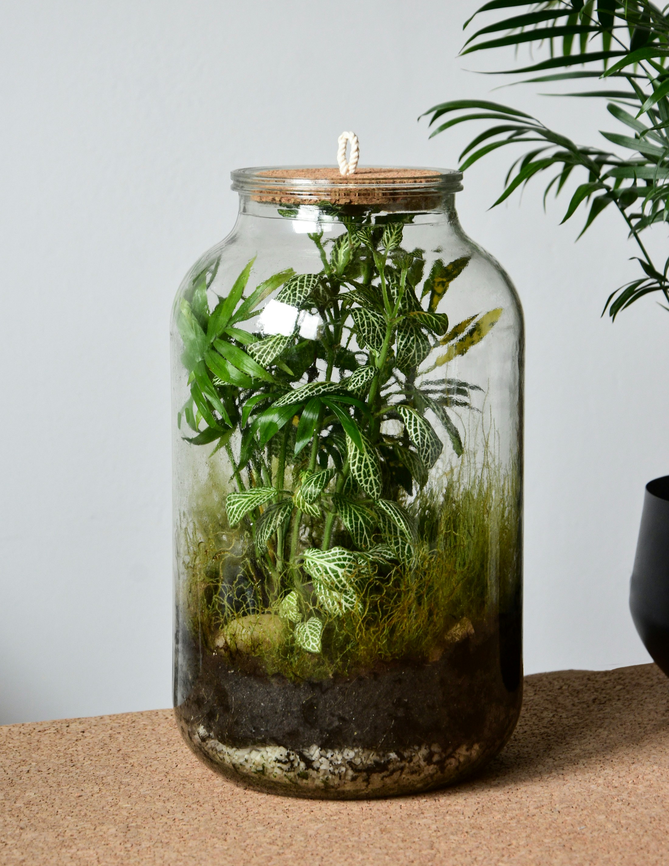 Terrarium featuring lush green plants and soil, enclosed in a glass jar with a wooden lid. A minimalistic decor piece adding a touch of nature indoors.