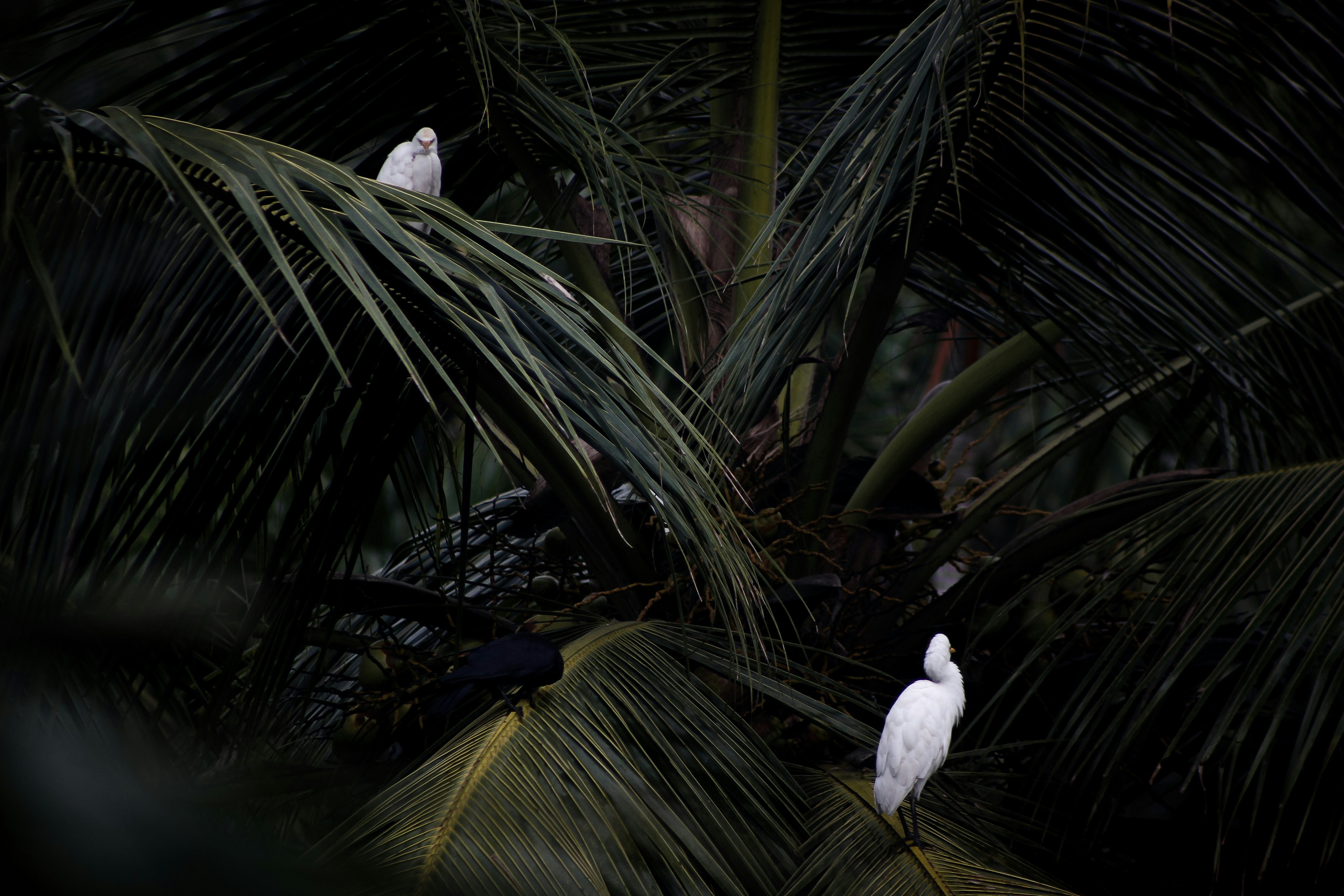 white bird on green palm tree