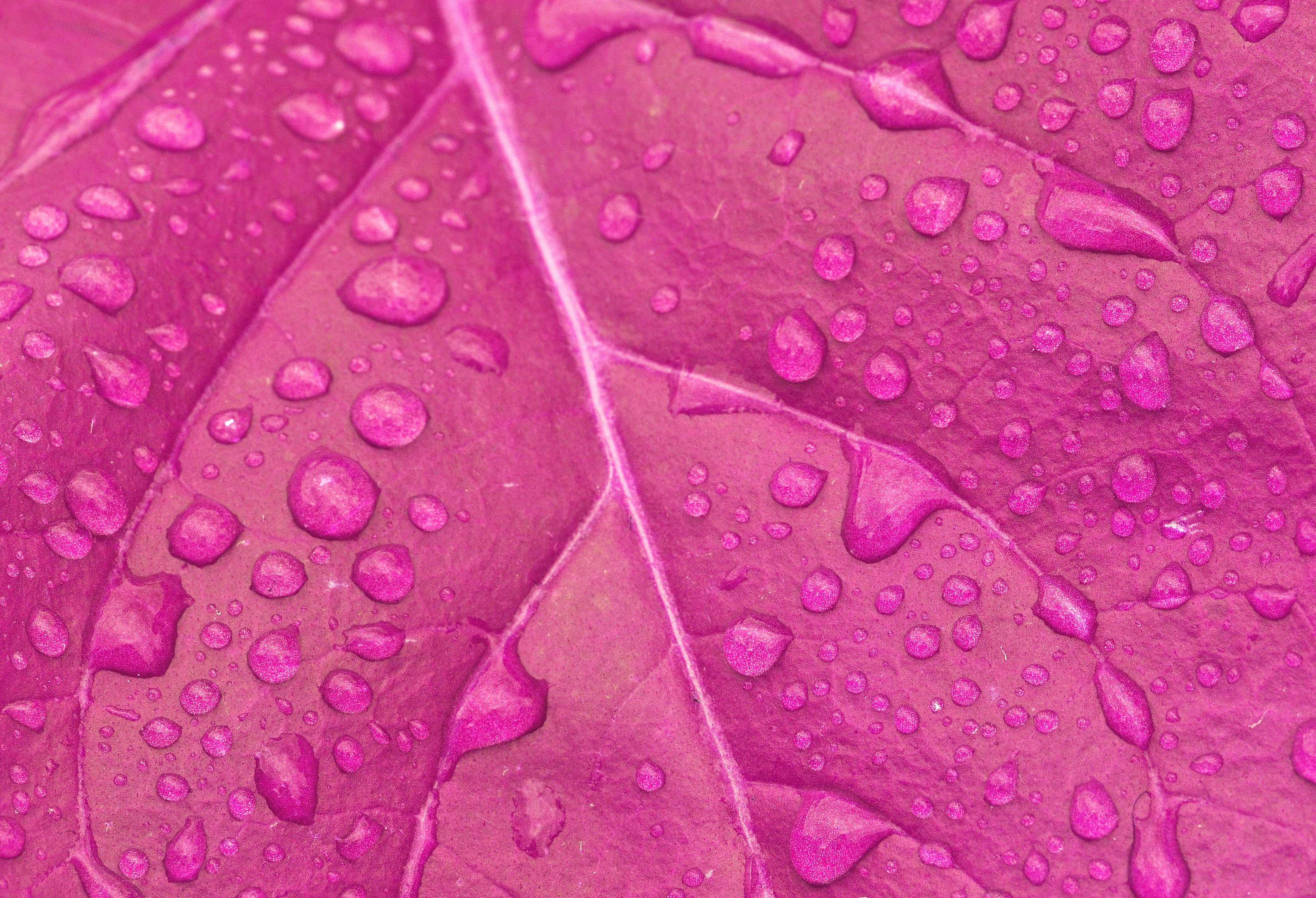 Rosy Veil: Close-up of Dew-Kissed Pink Leaf Texture