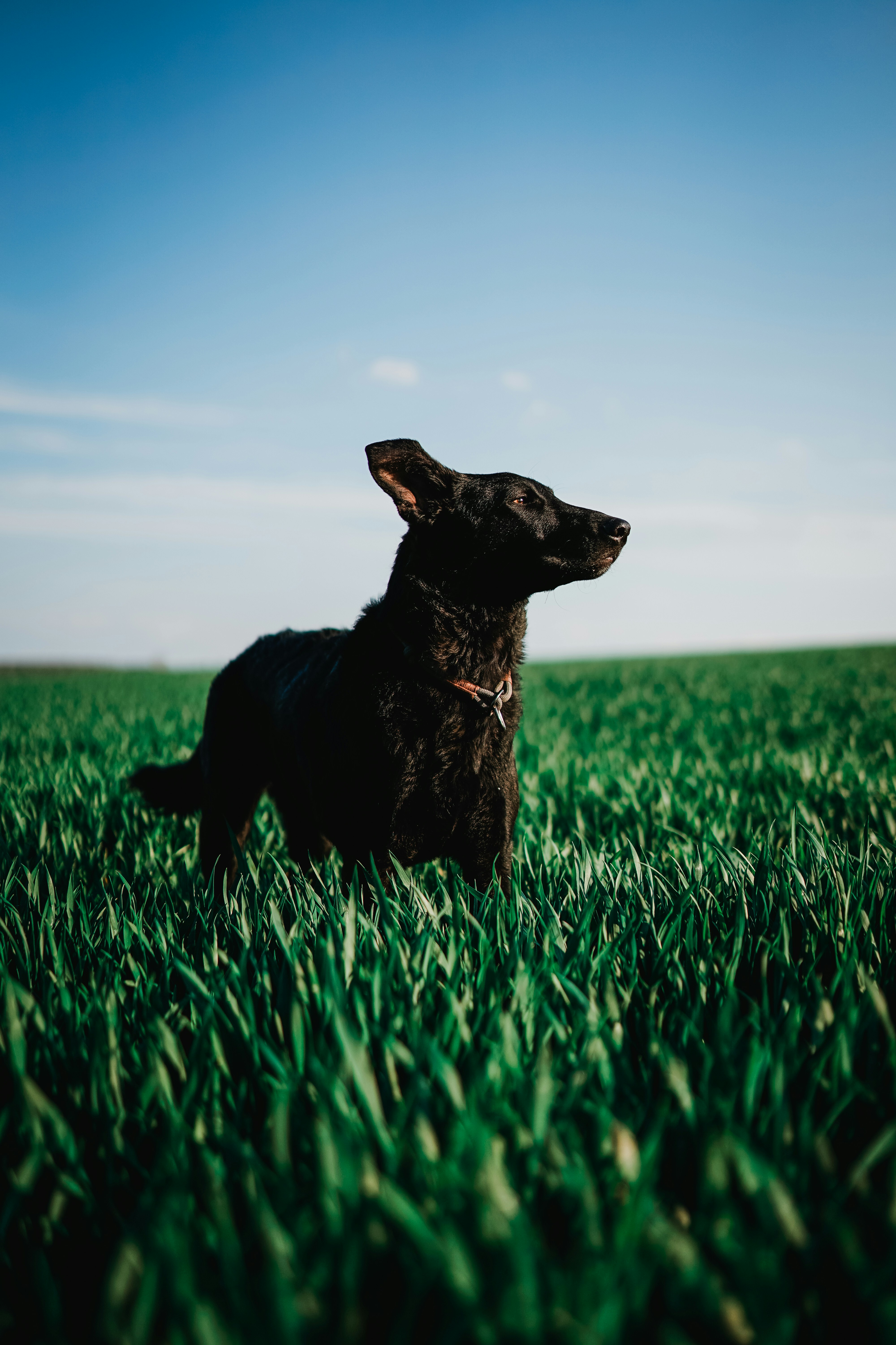 A black dog stands proudly in a lush green field, gazing into the distance under a clear blue sky.