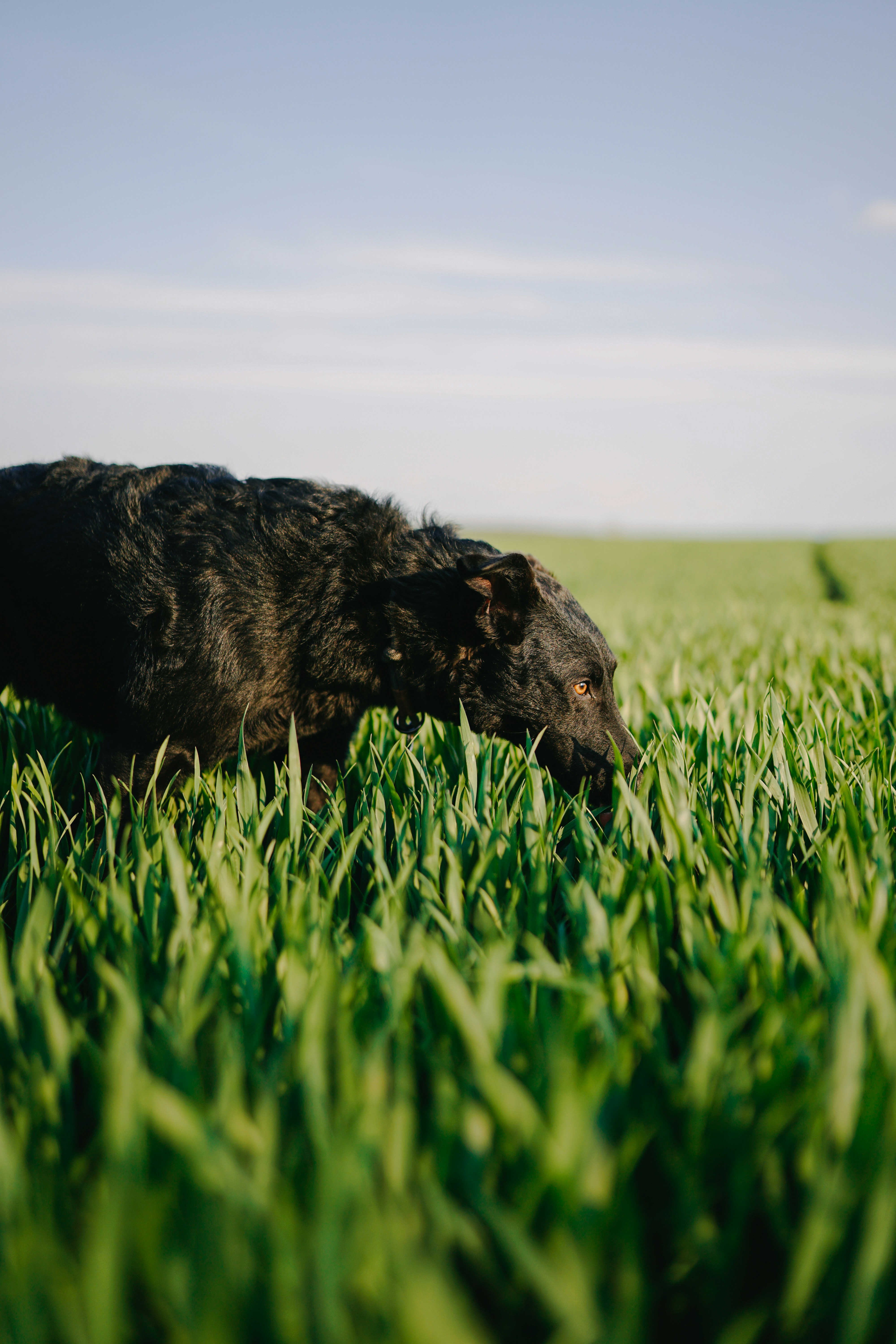 Black bovine grazing through emerald blades under a pale sky