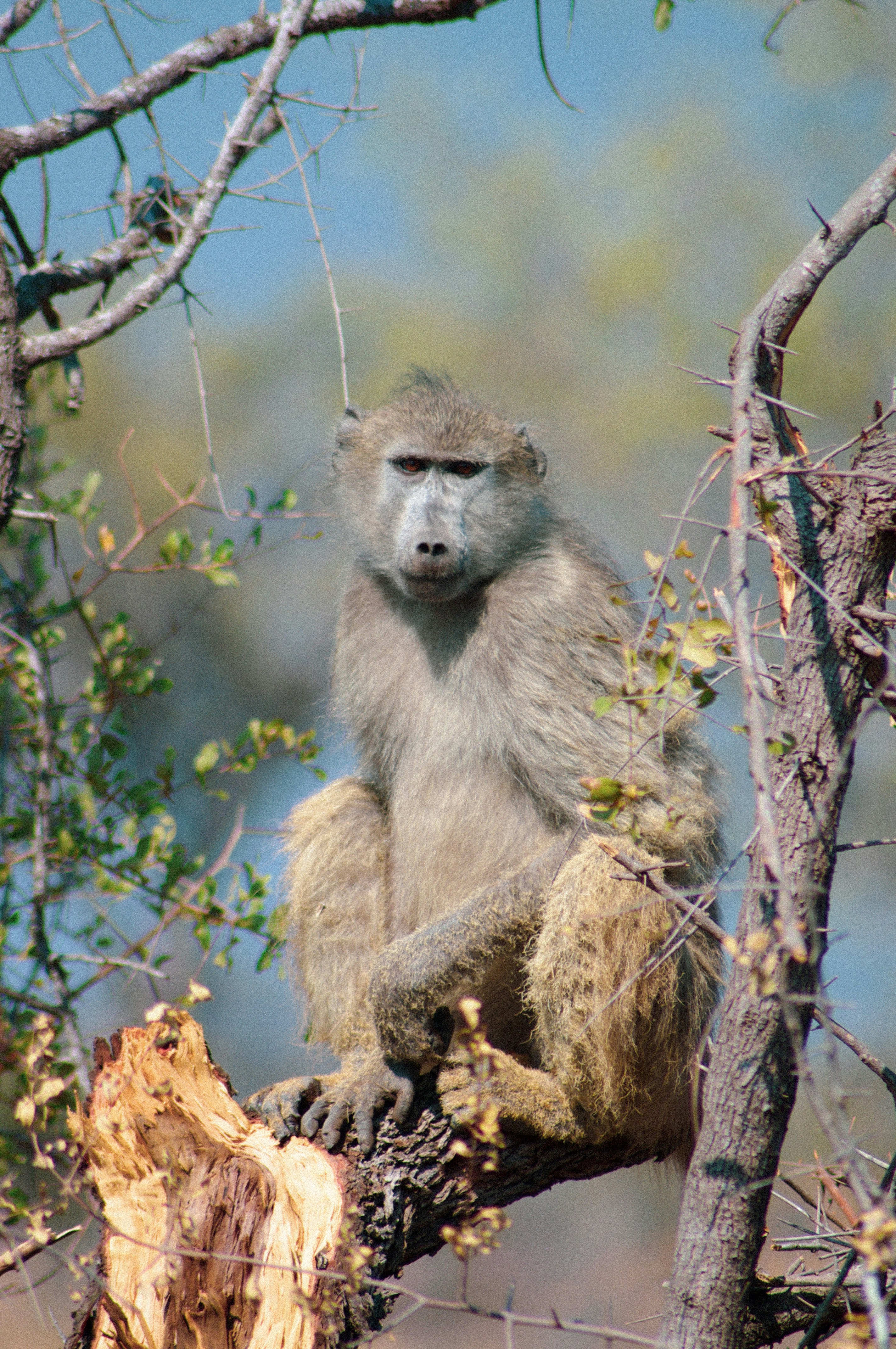 A baboon sits thoughtfully on a branch, surrounded by greenery, showcasing its expressive features and natural habitat.