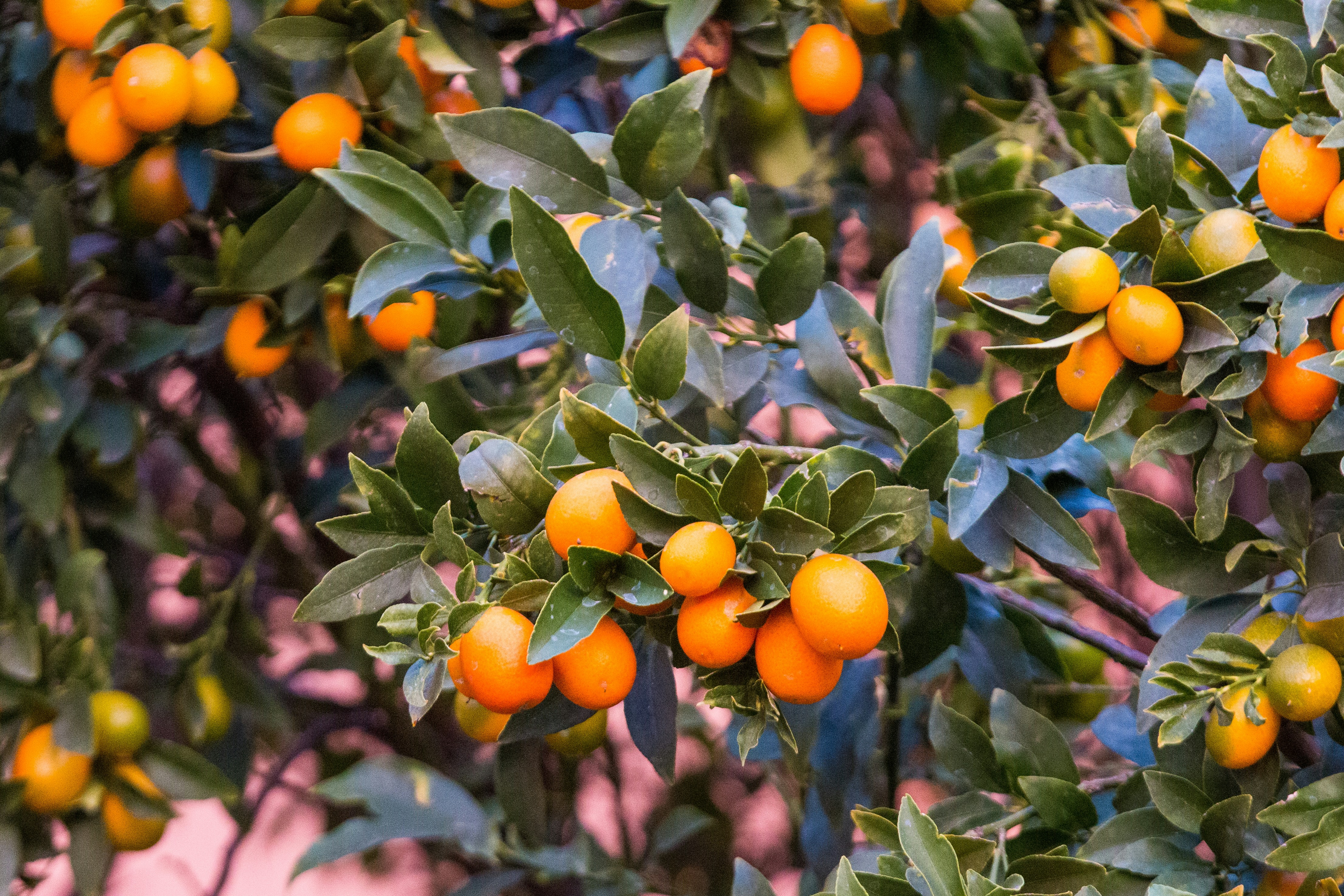Orange fruits on tree during daytime photo – Free Plant Image on Unsplash