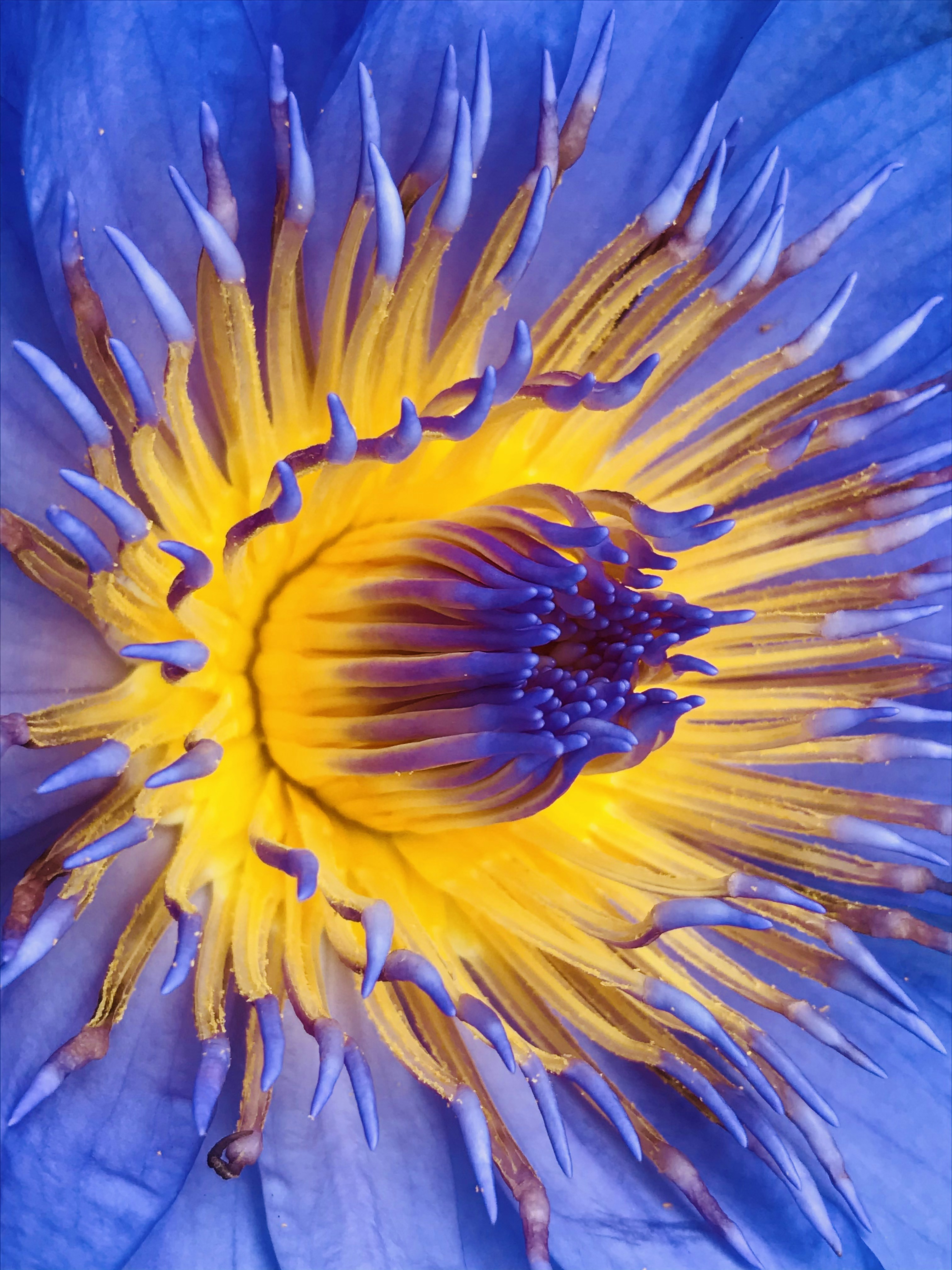 Close-up of a striking blue water lily showcasing intricate yellow stamens and delicate petals. The vivid colors highlight the flower's natural beauty.