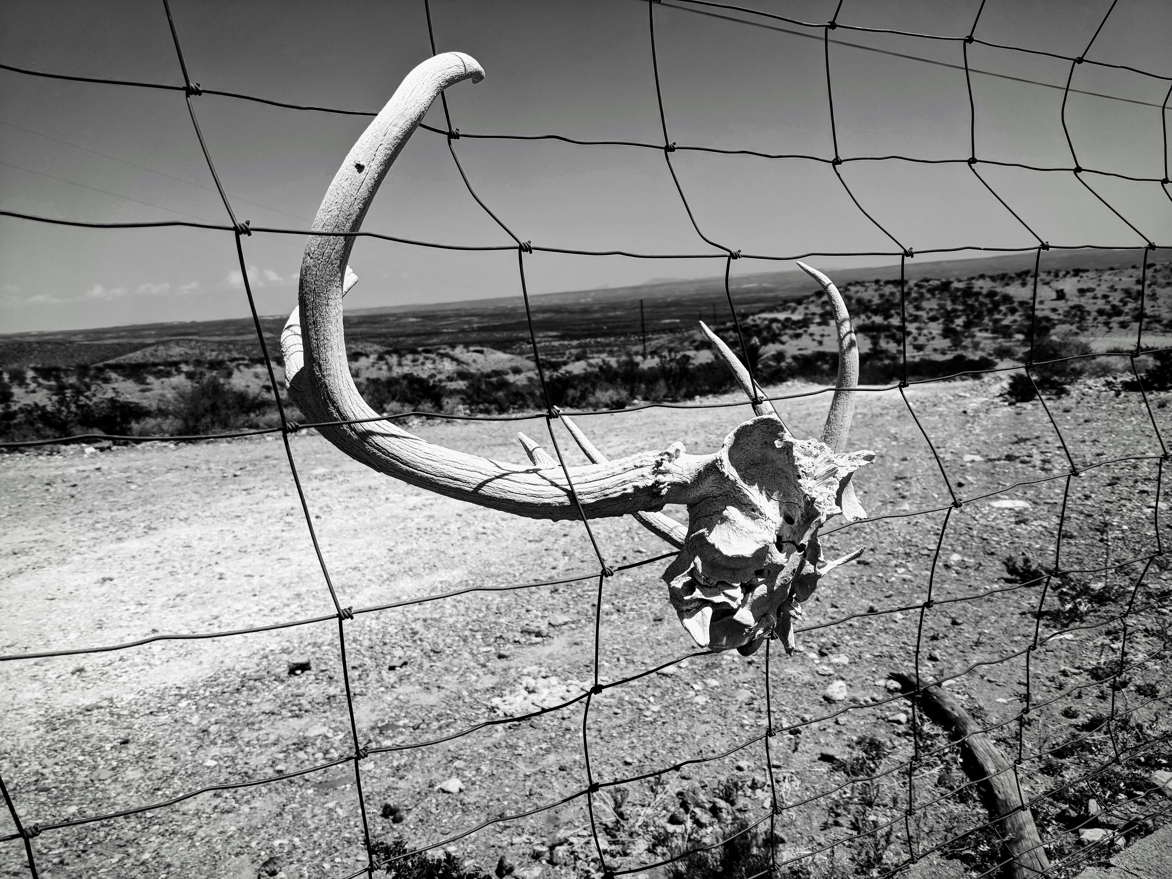 A weathered deer skull with antlers rests against a barbed wire fence, capturing the stark beauty of the arid landscape beyond.
