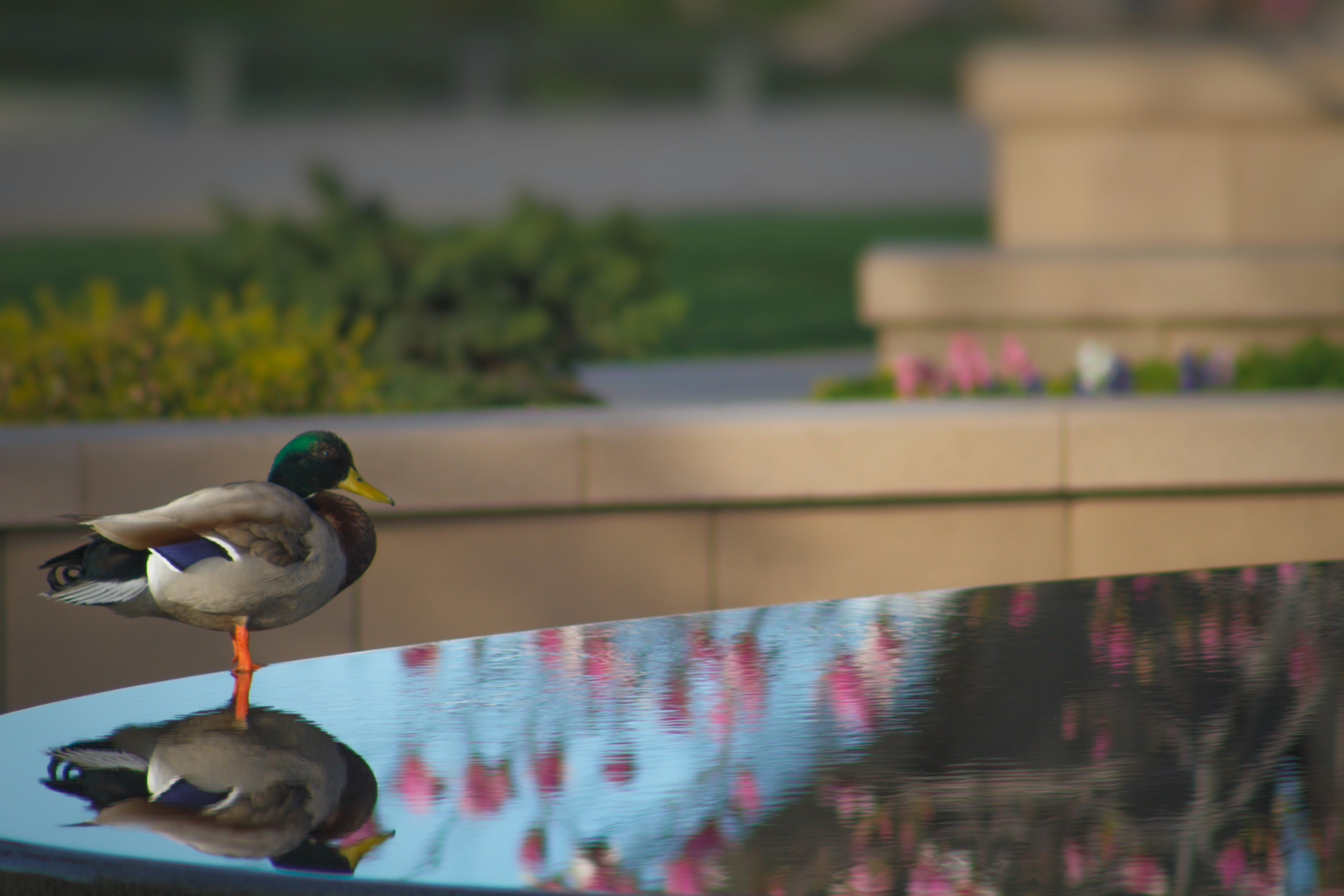 Duck in a reflection pool