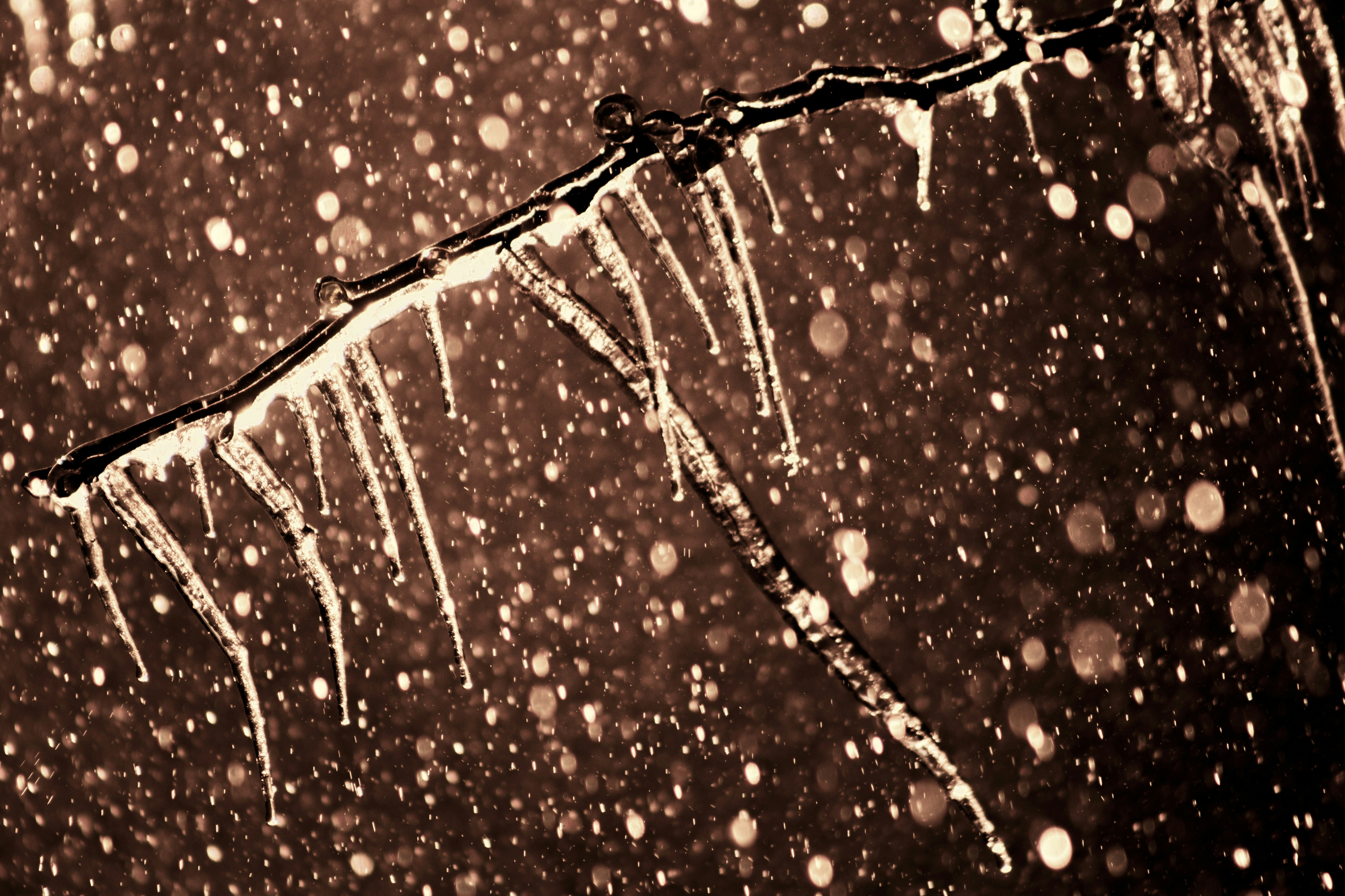 Sepia Frostwork: Icicle Needles Clinging to a Twig
