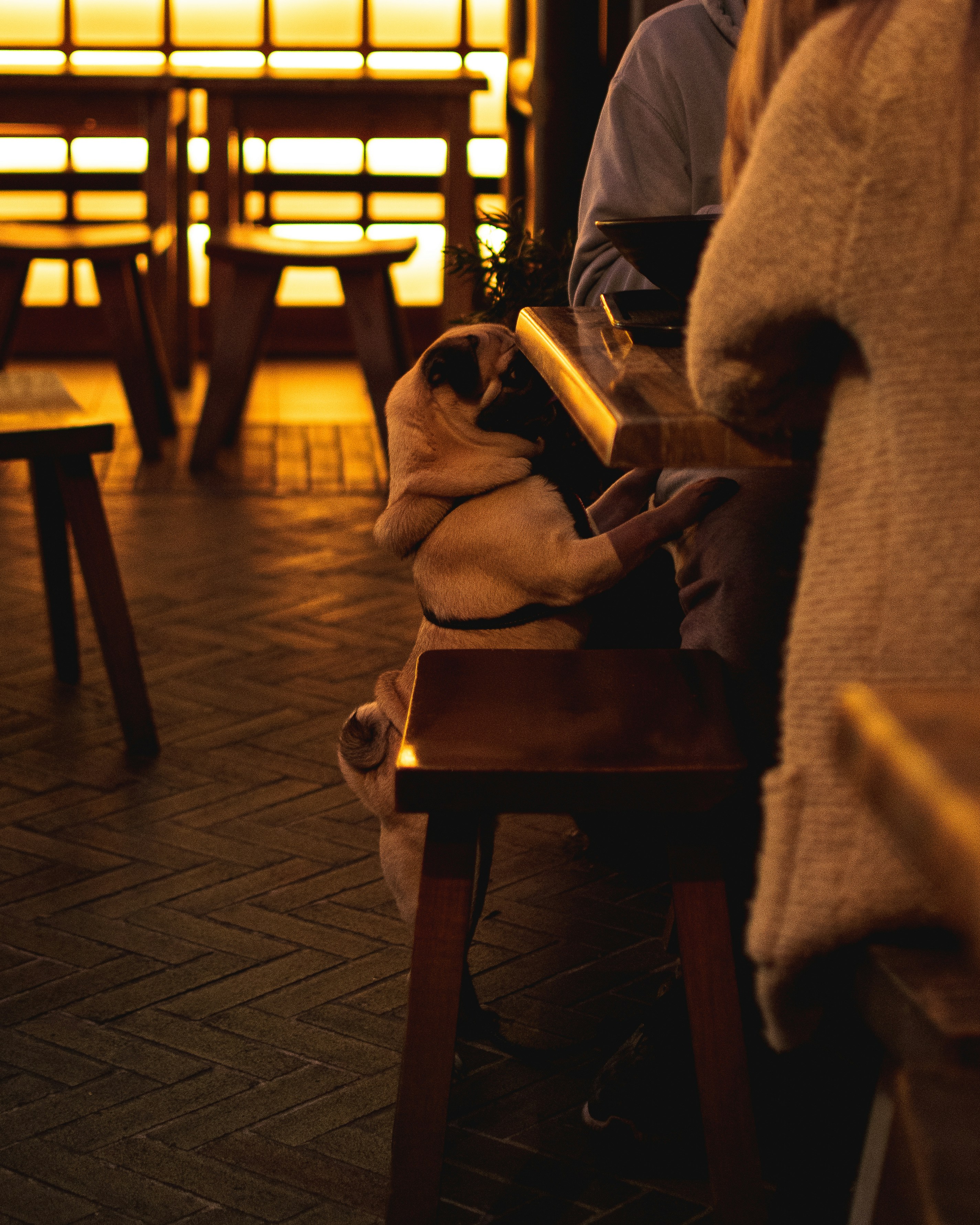 Warm Glow, Whiskered Moment: A Dog Seeks a Sip in Low Light