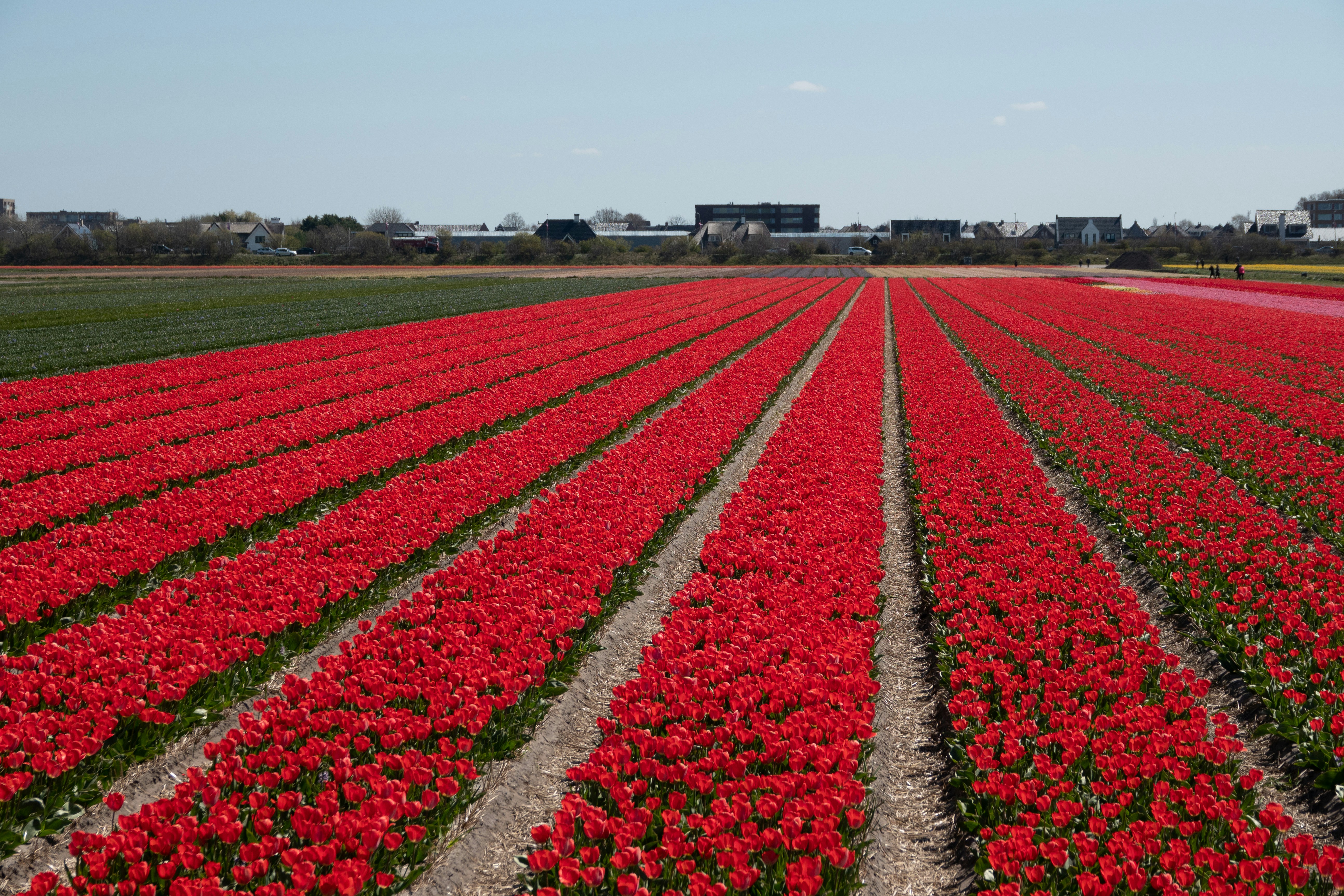Red flower field during daytime photo – Free Flower Image on Unsplash