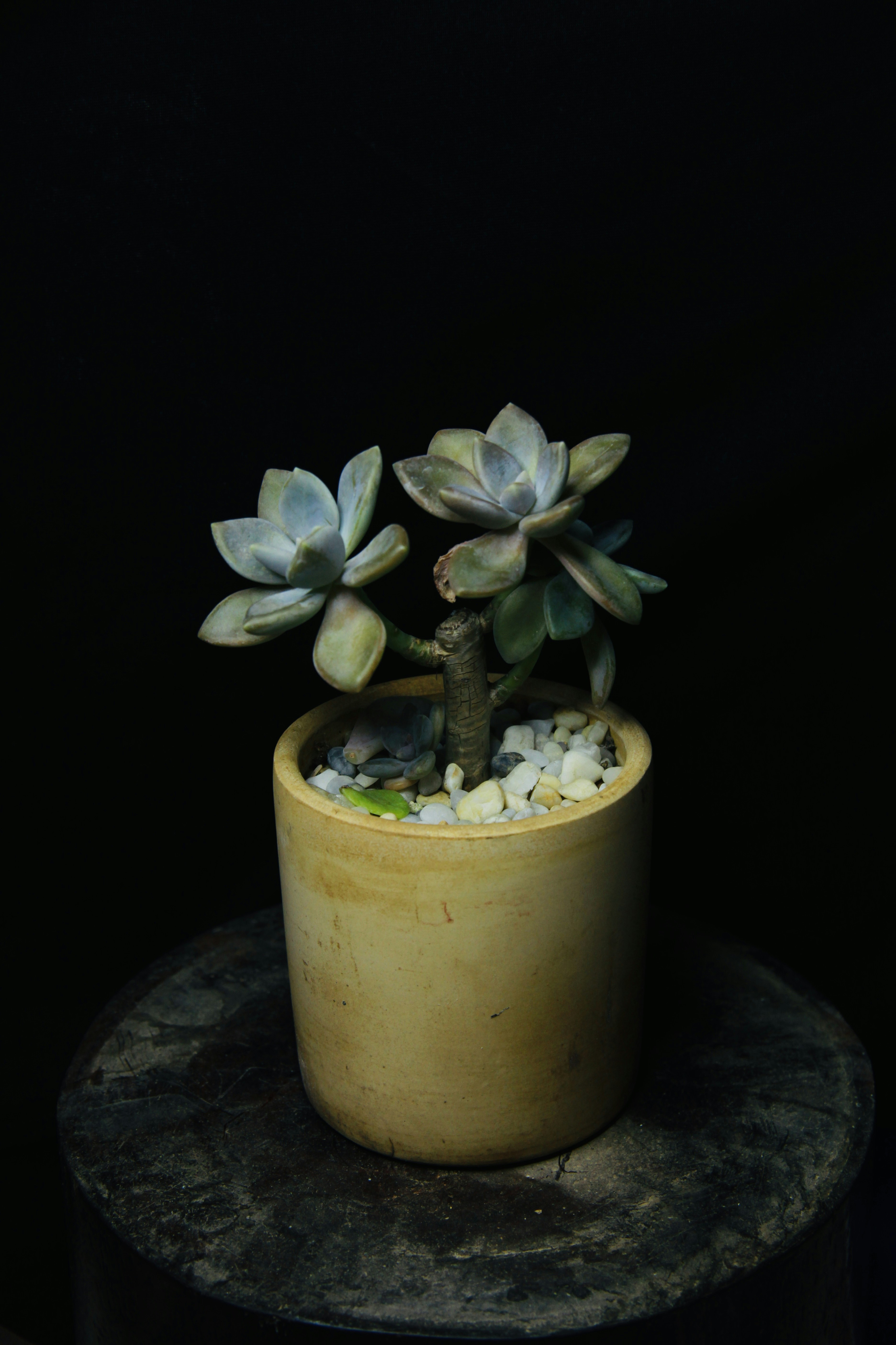 Spotlit Serenity: A Petite Succulent in a Warm Ceramic Pot
