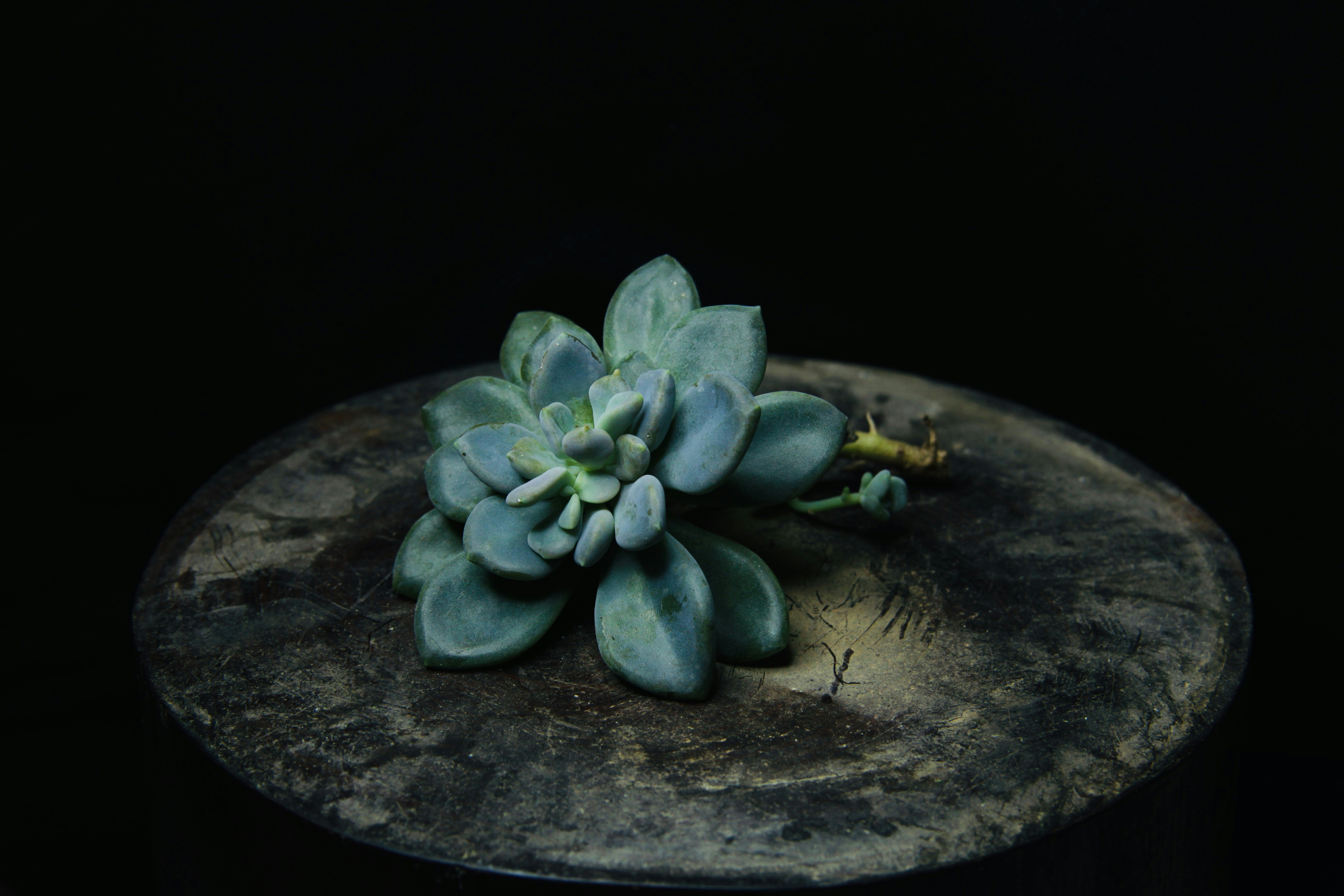 Seafoam Rosette on a Weathered Platter