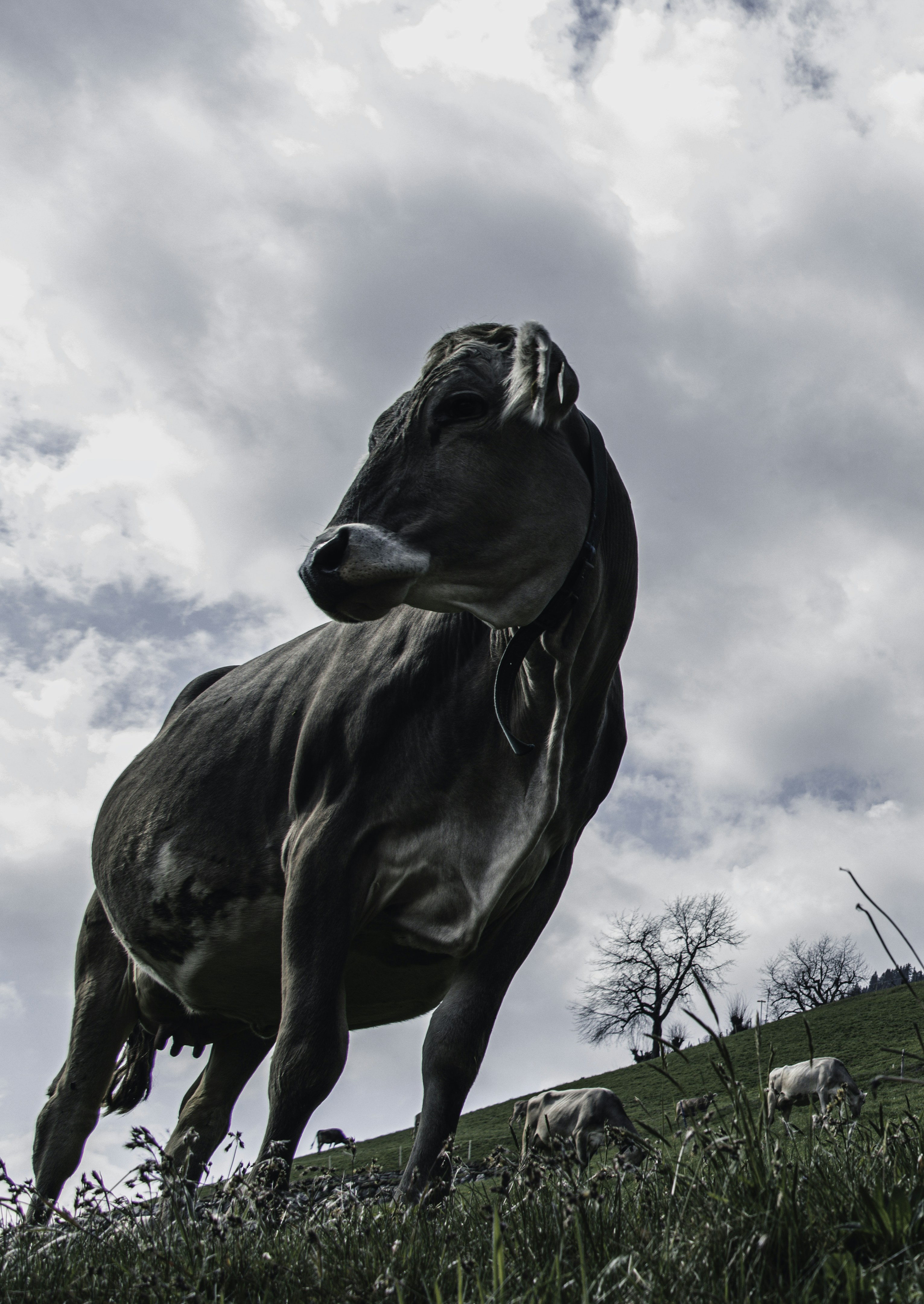 Hilltop Stance: A Black Horse Commands the Wind