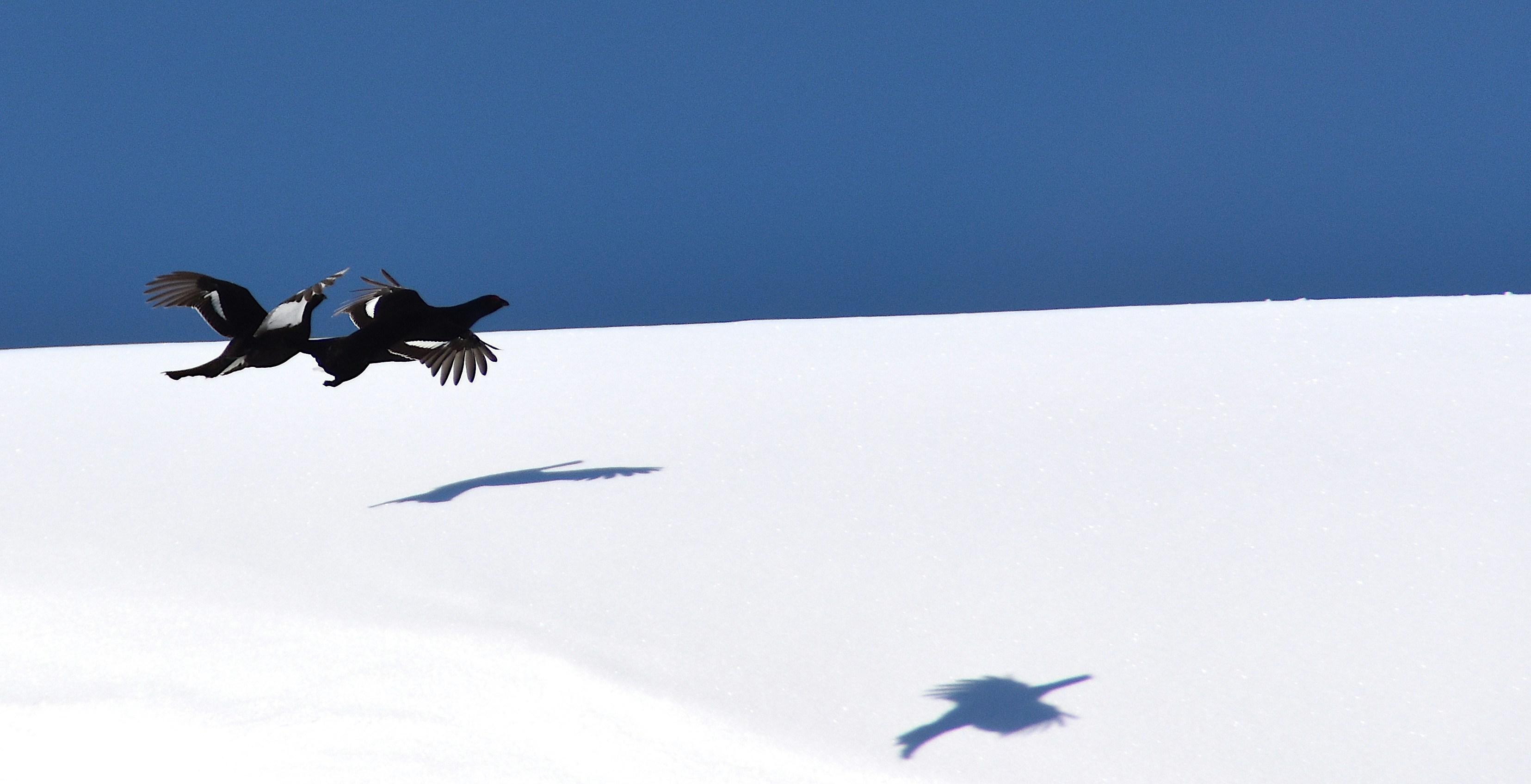 Snowfield Departure: Two Crows Lift Off Under a Blue Sky