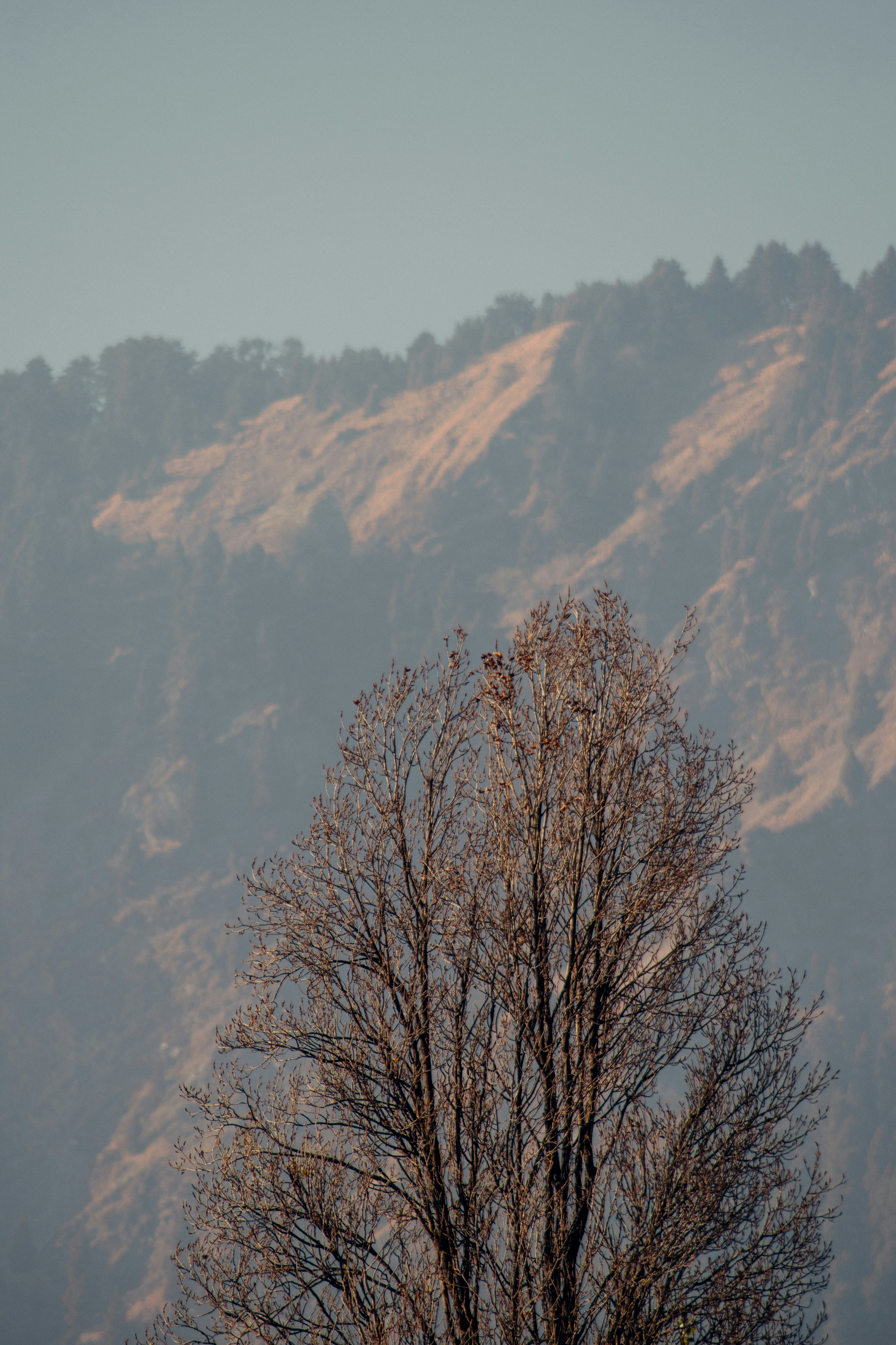 Leafless Sentinel with Mountain Backdrop at Dusk