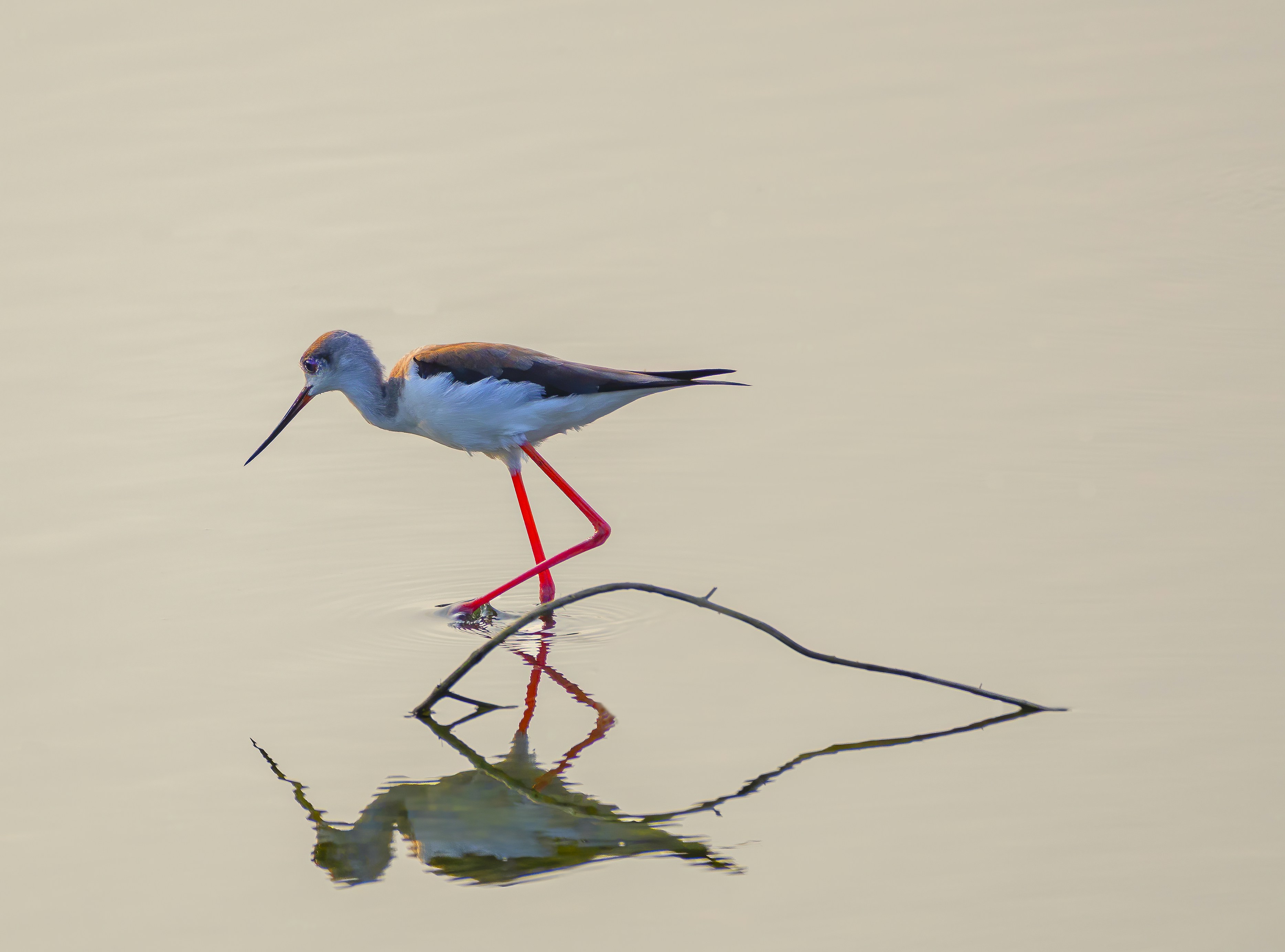 Red-Legged Stilt on a Glassy Mirage