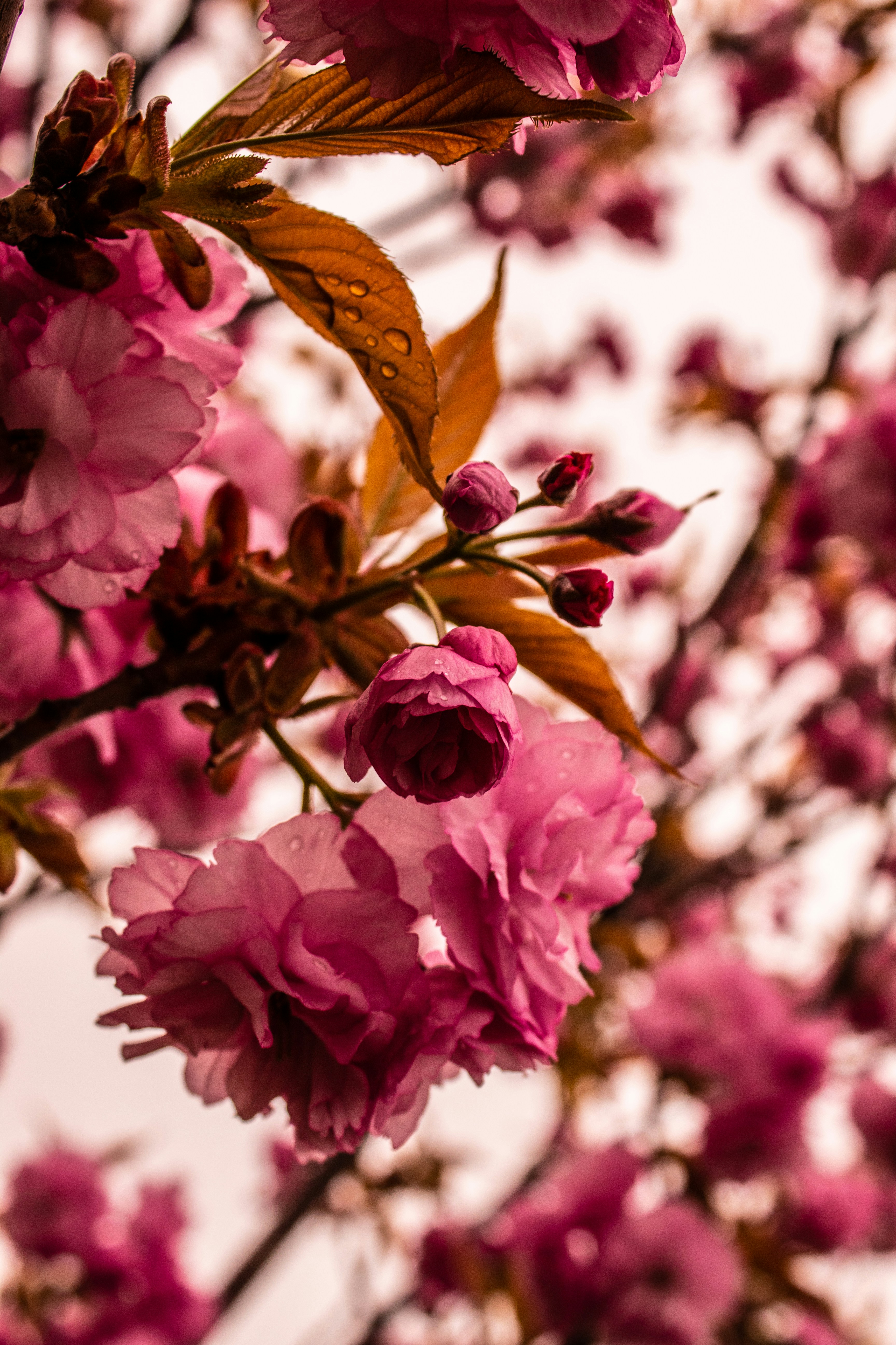 Delicate pink cherry blossoms adorned with raindrops, showcasing the beauty of nature in bloom.