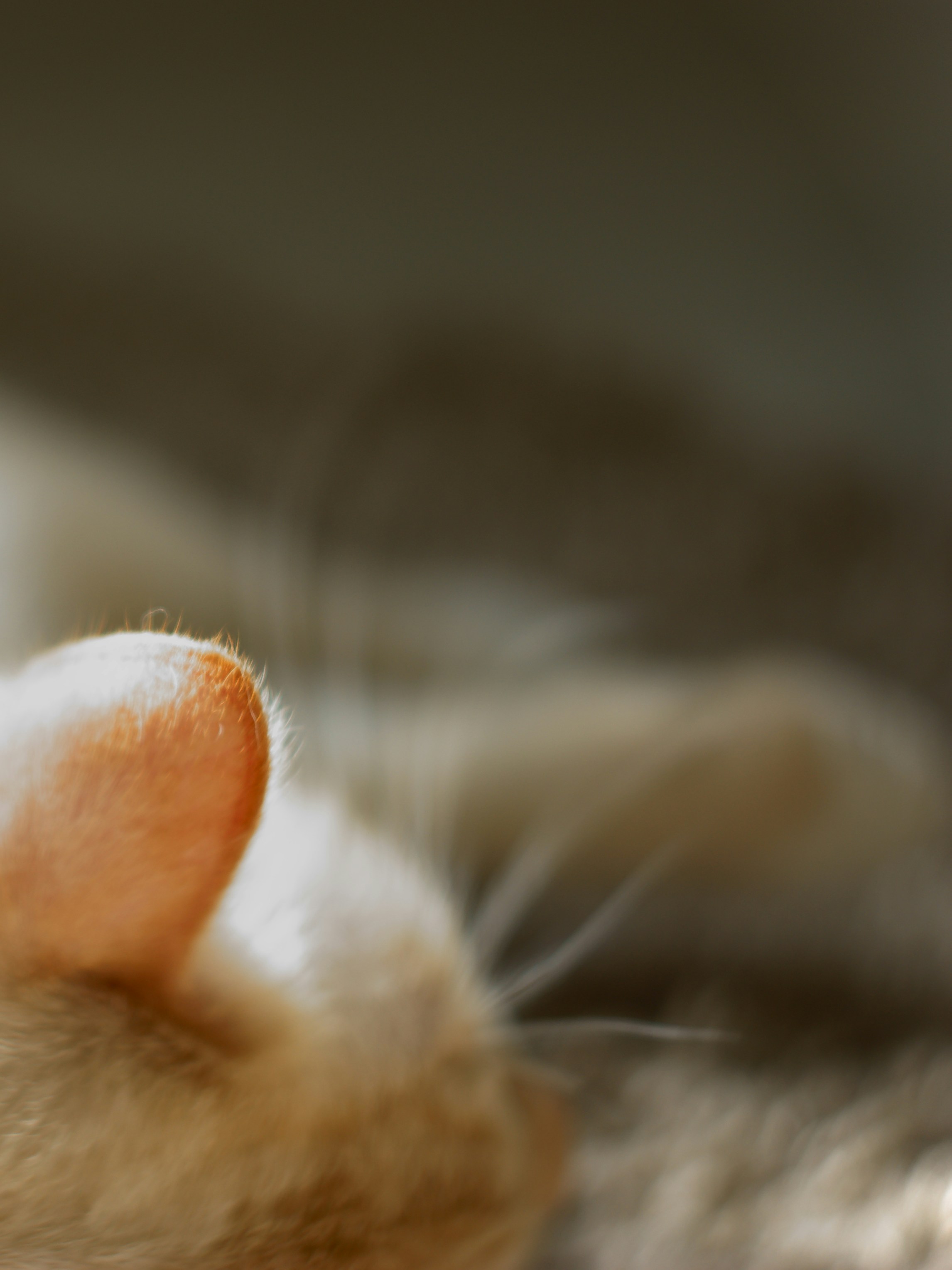 Close-up of a cat's ear resting on a soft surface, bathed in gentle sunlight. The serene atmosphere highlights the cat's relaxed demeanor.