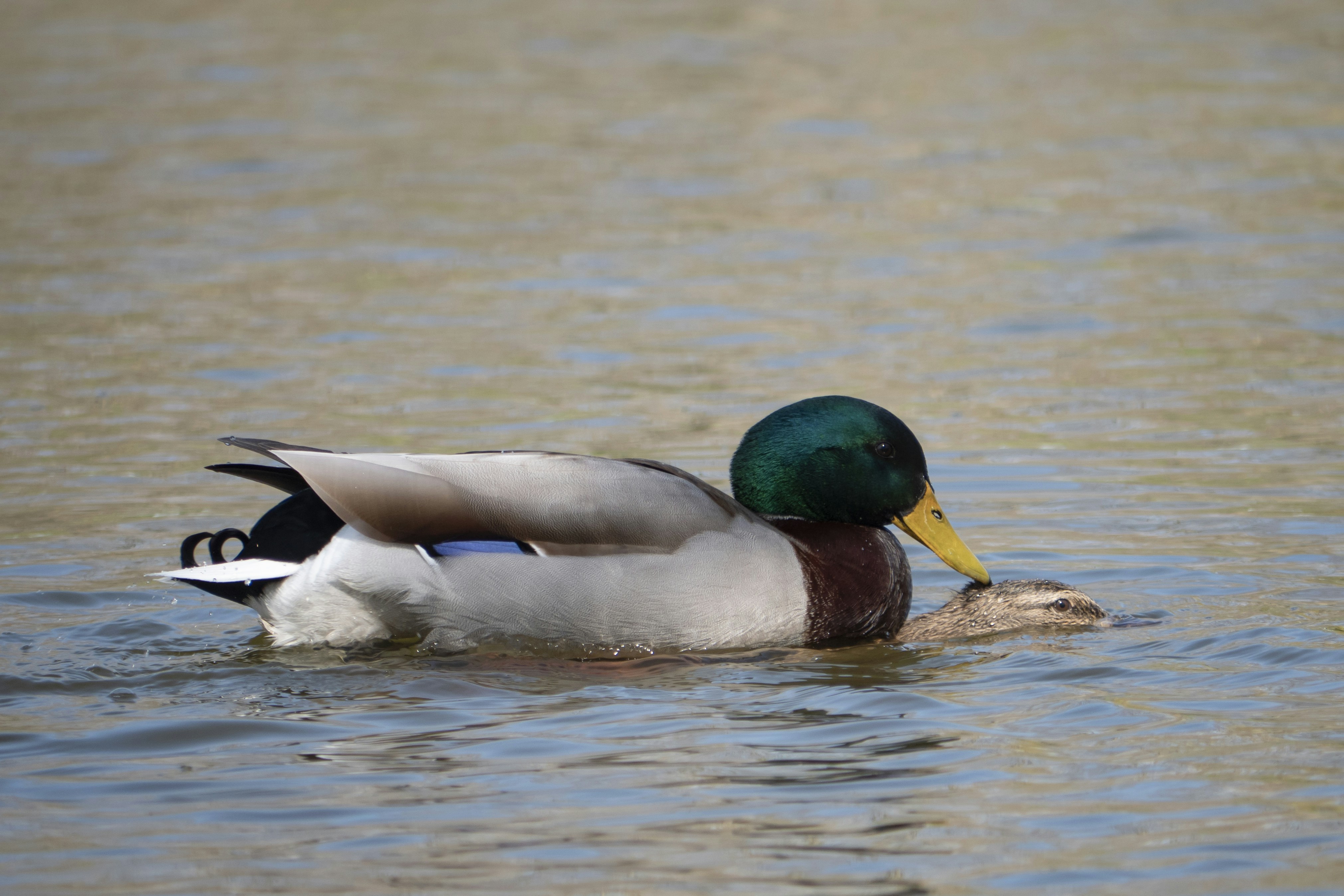A Waterfowl's Pursuit: Nature's Aquatic Dance