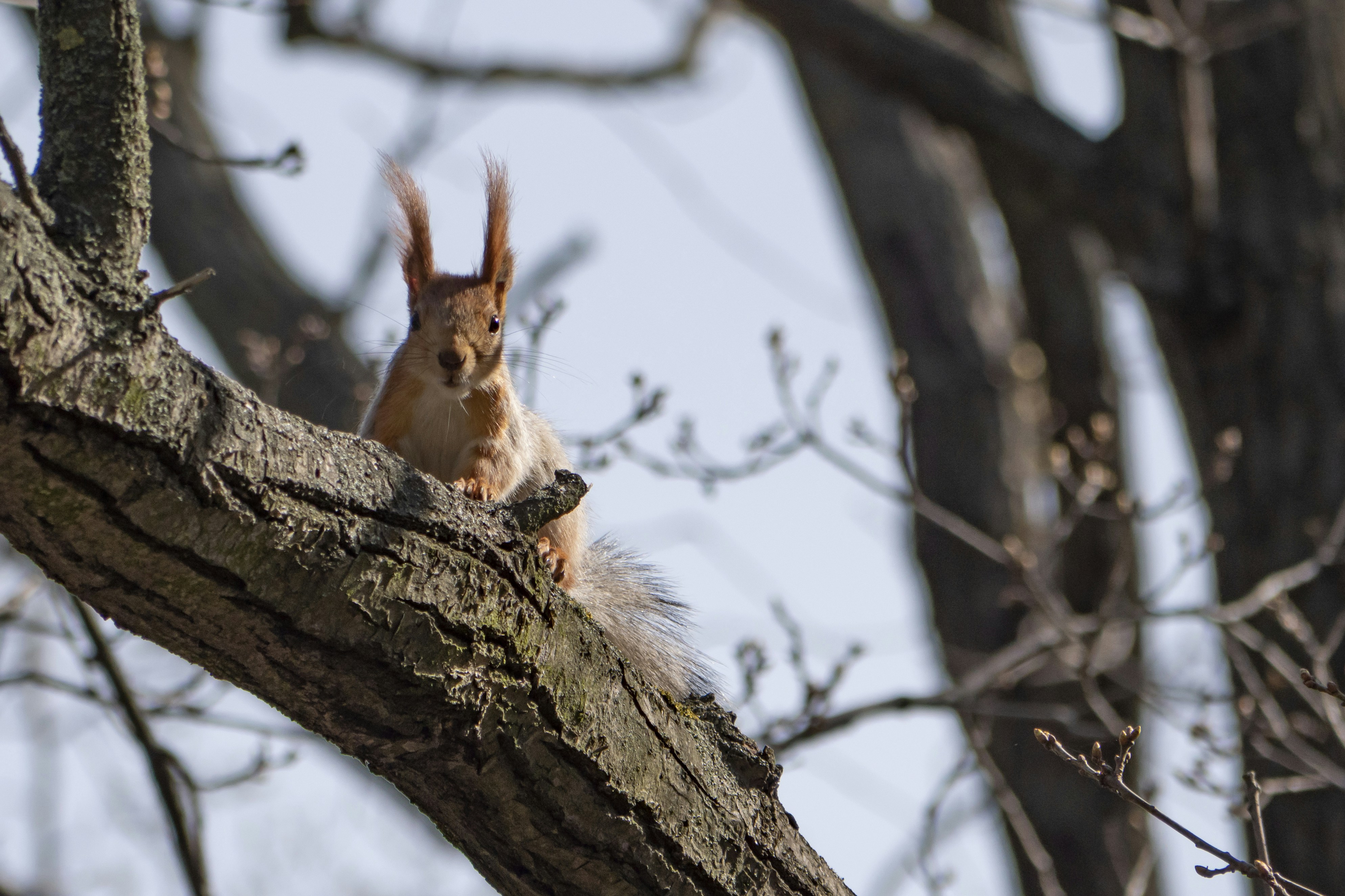 Squirrel perched on a branch, observing its surroundings amidst a backdrop of bare trees. The scene captures the essence of wildlife in early spring.