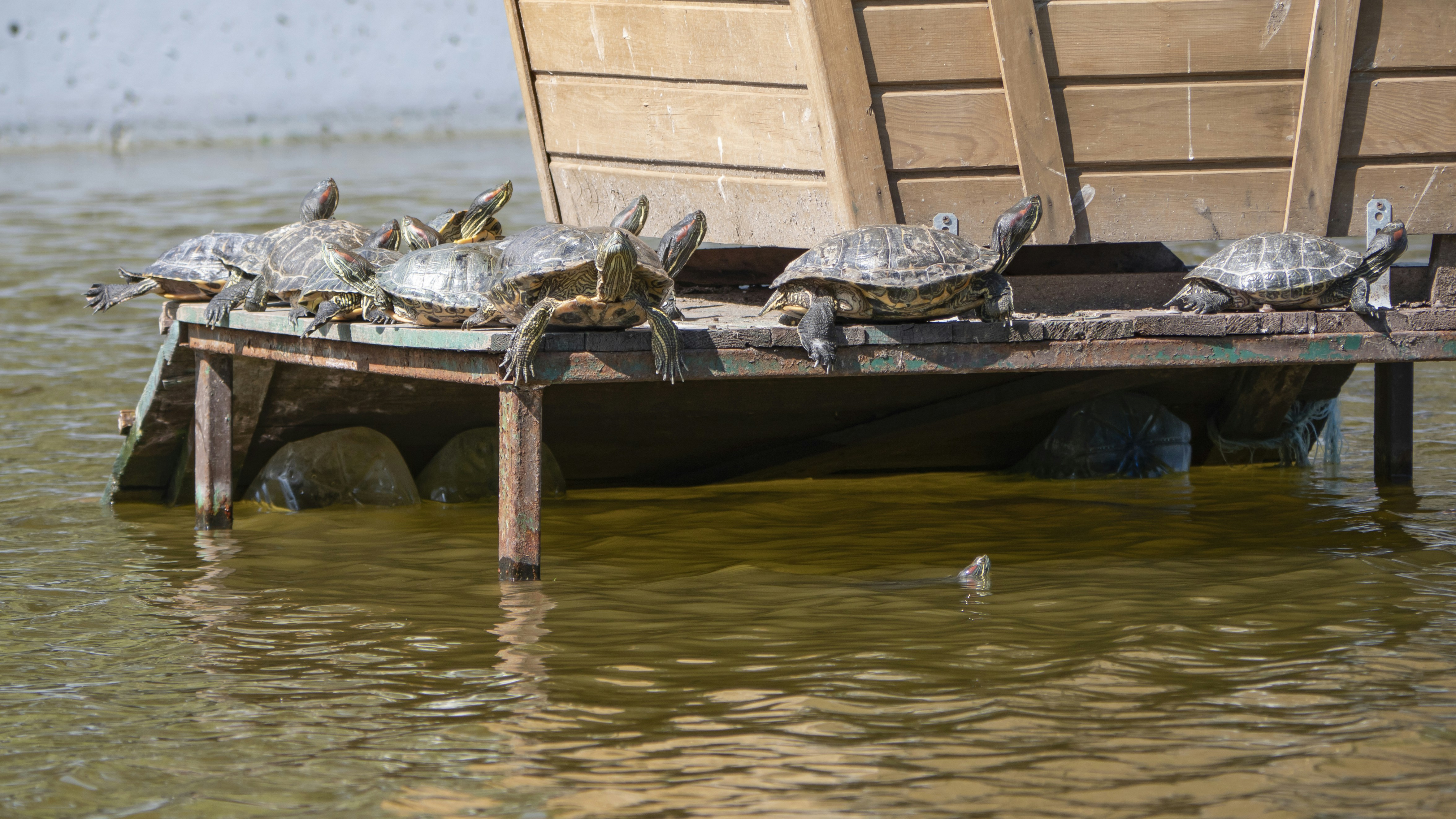 Park pond turtles sunbathing
