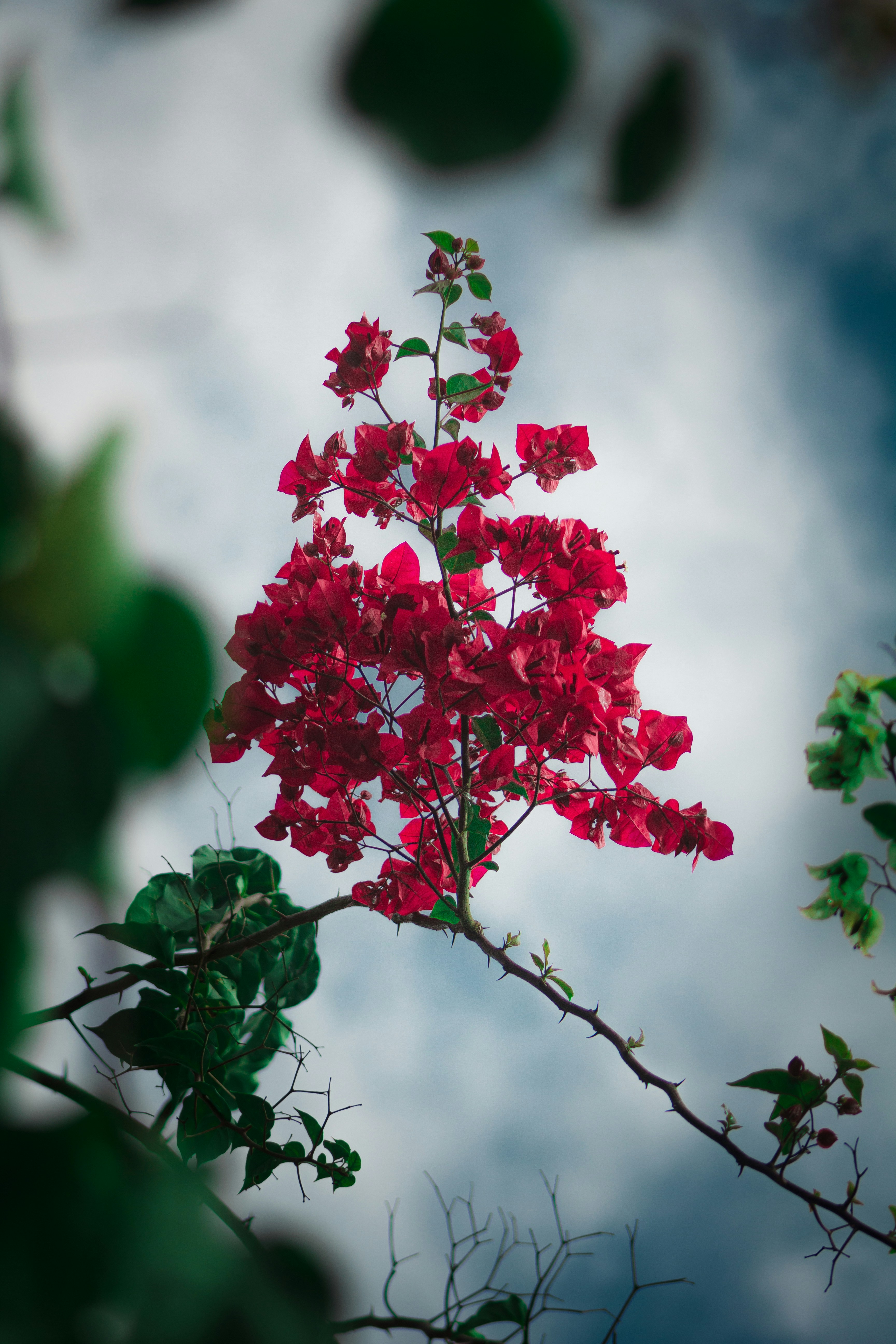 Crimson Bougainvillea Crown Against a Soft Blue-Gray Backdrop