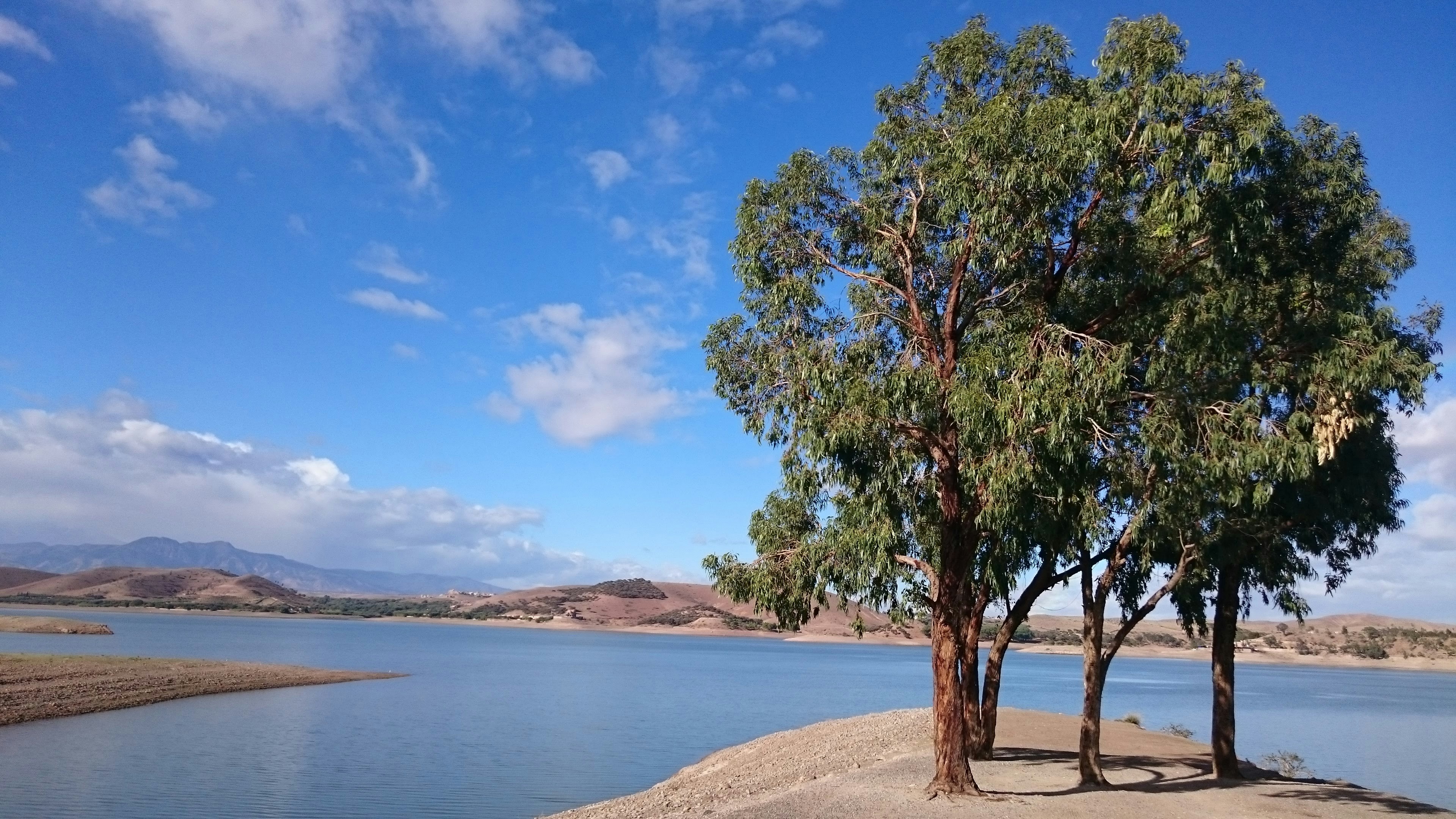 Three tall trees stand gracefully along the shoreline, reflecting the calmness of the water under a clear blue sky.