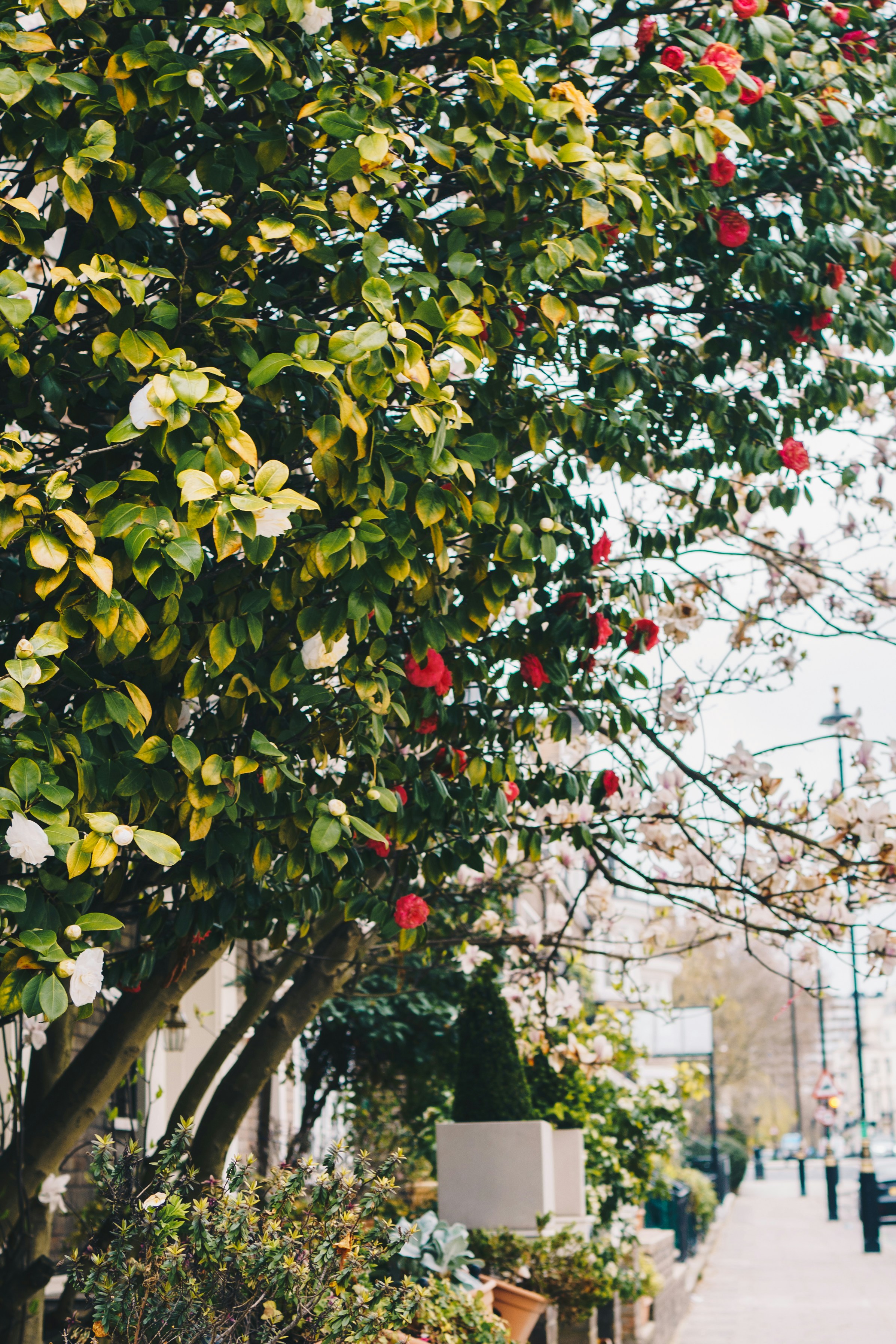 Camellia-clad Street Corridor in Soft Afternoon Light