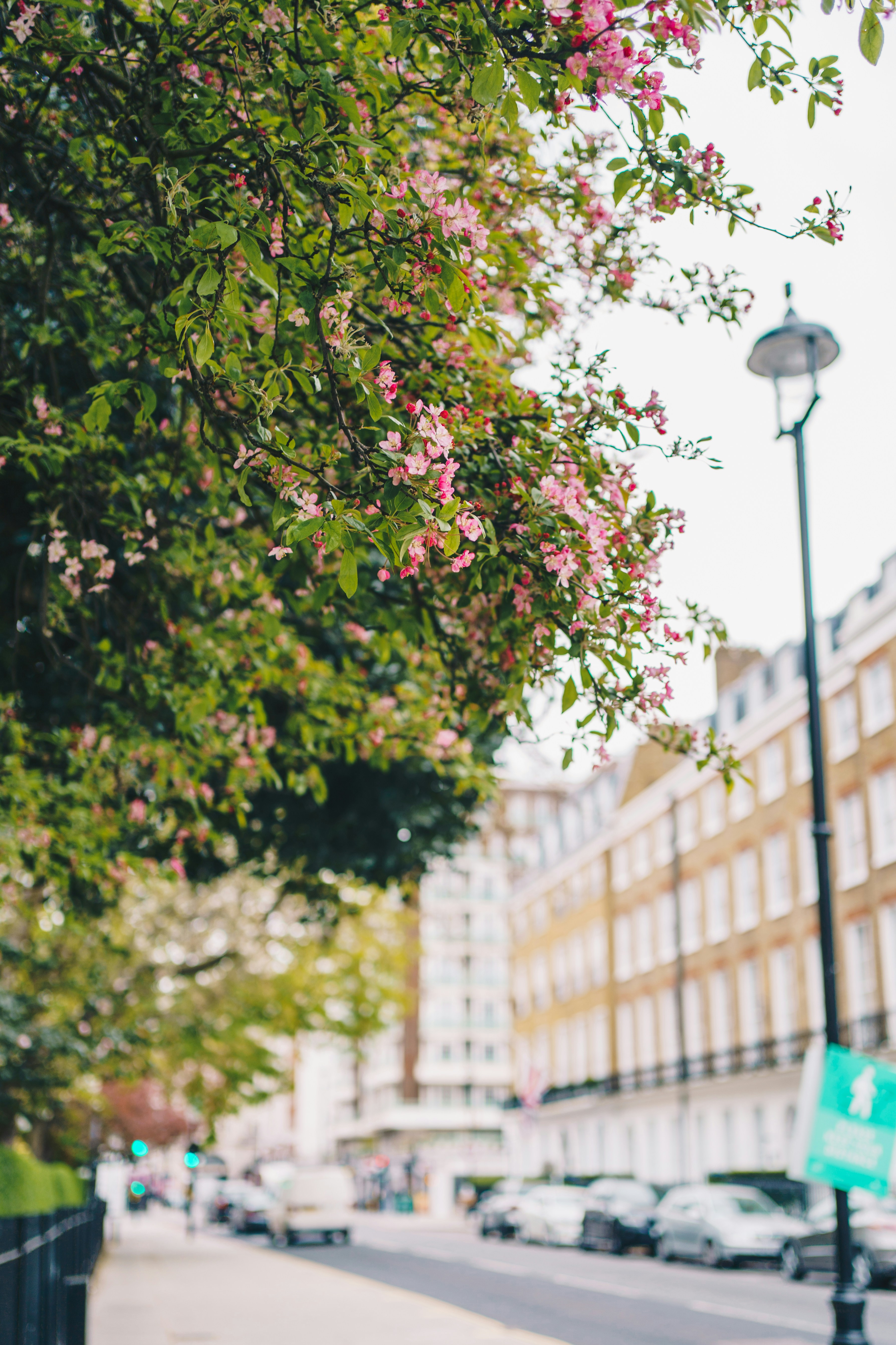 Pink blossoms framing a sunlit city street with brick townhouses