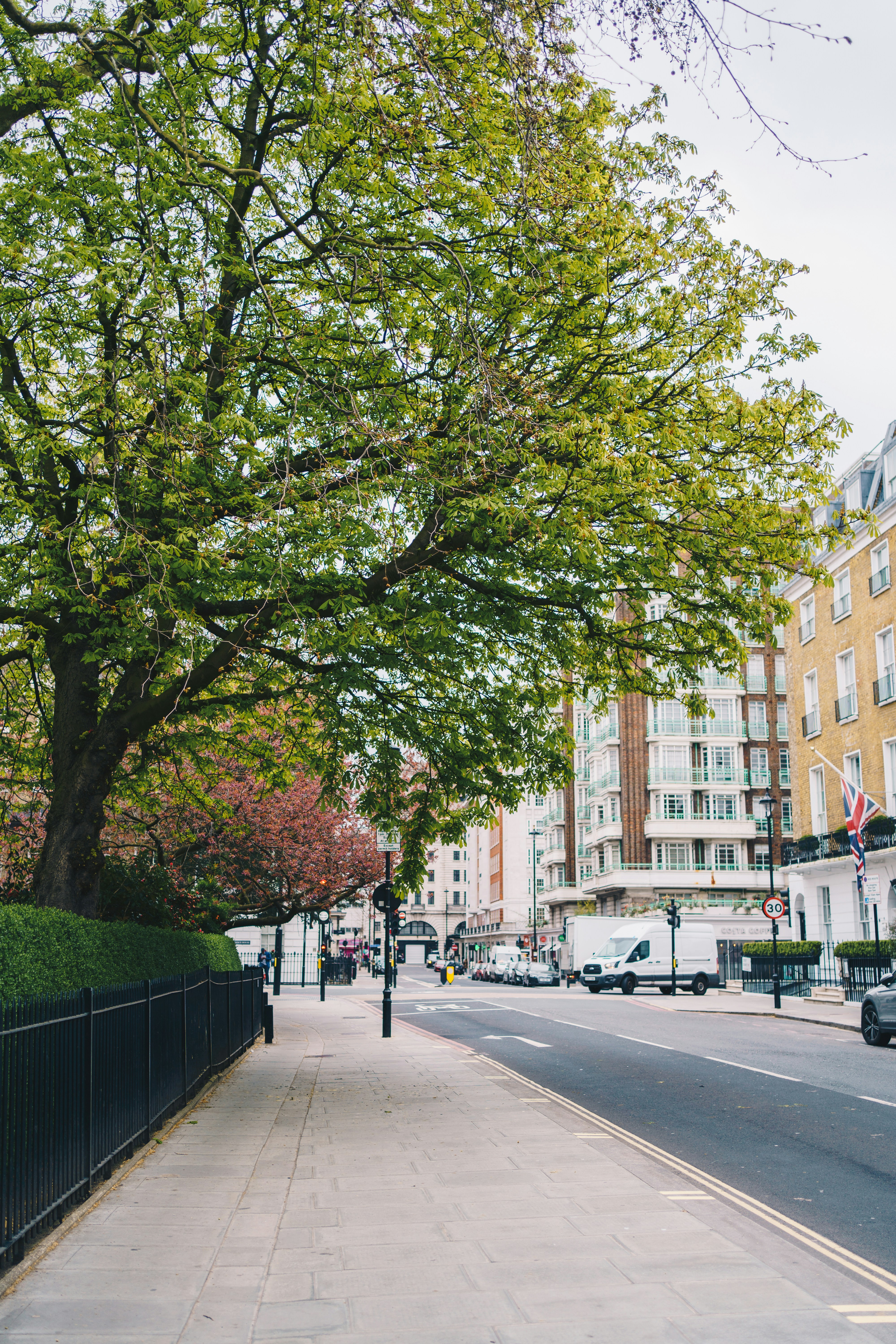 Lush green trees arching over a quiet urban street, showcasing a blend of nature and architecture. The scene captures a moment of tranquility amidst the city hustle.
