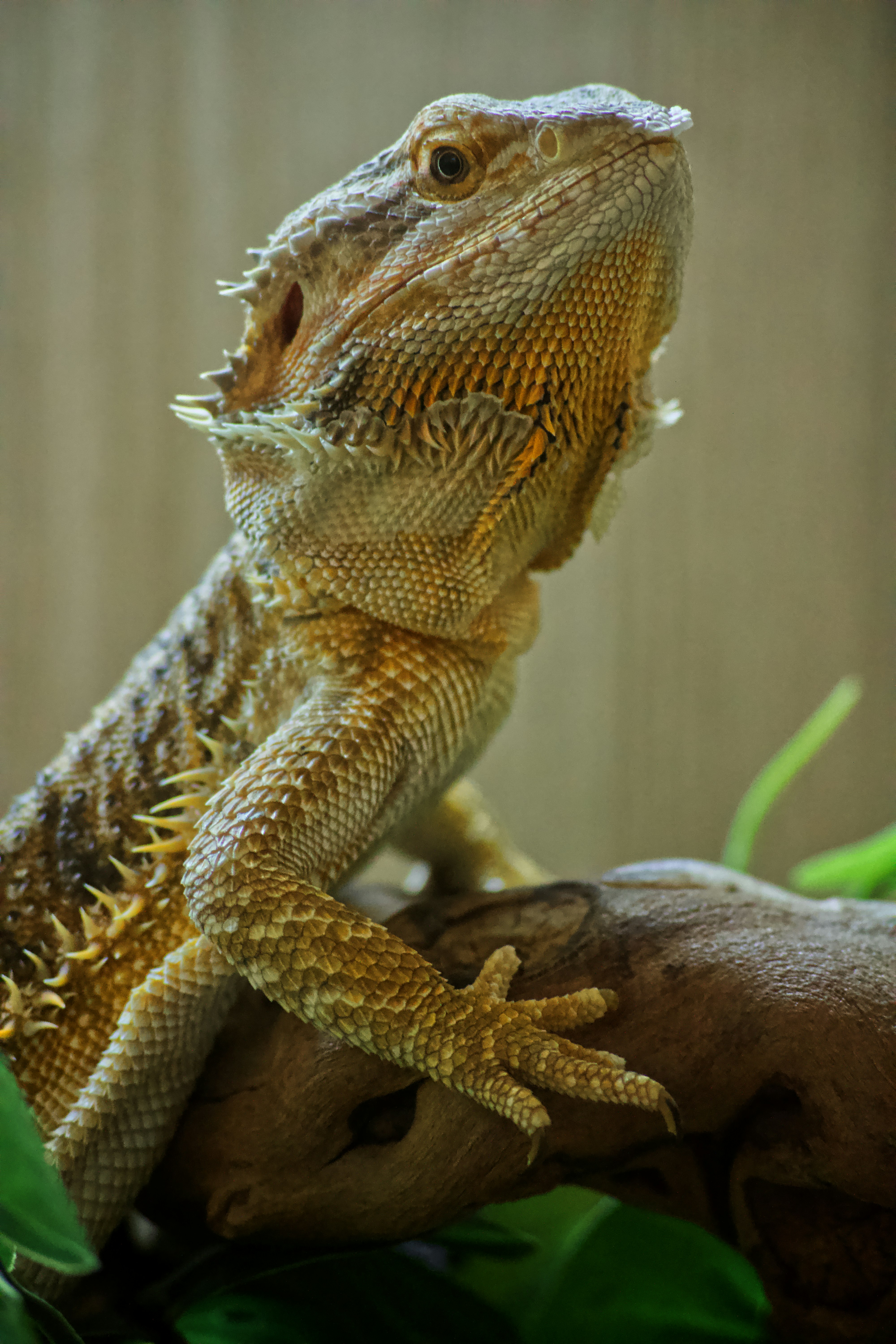 45,628+ Bearded Dragon Pictures | Download Free Images on Unsplash
