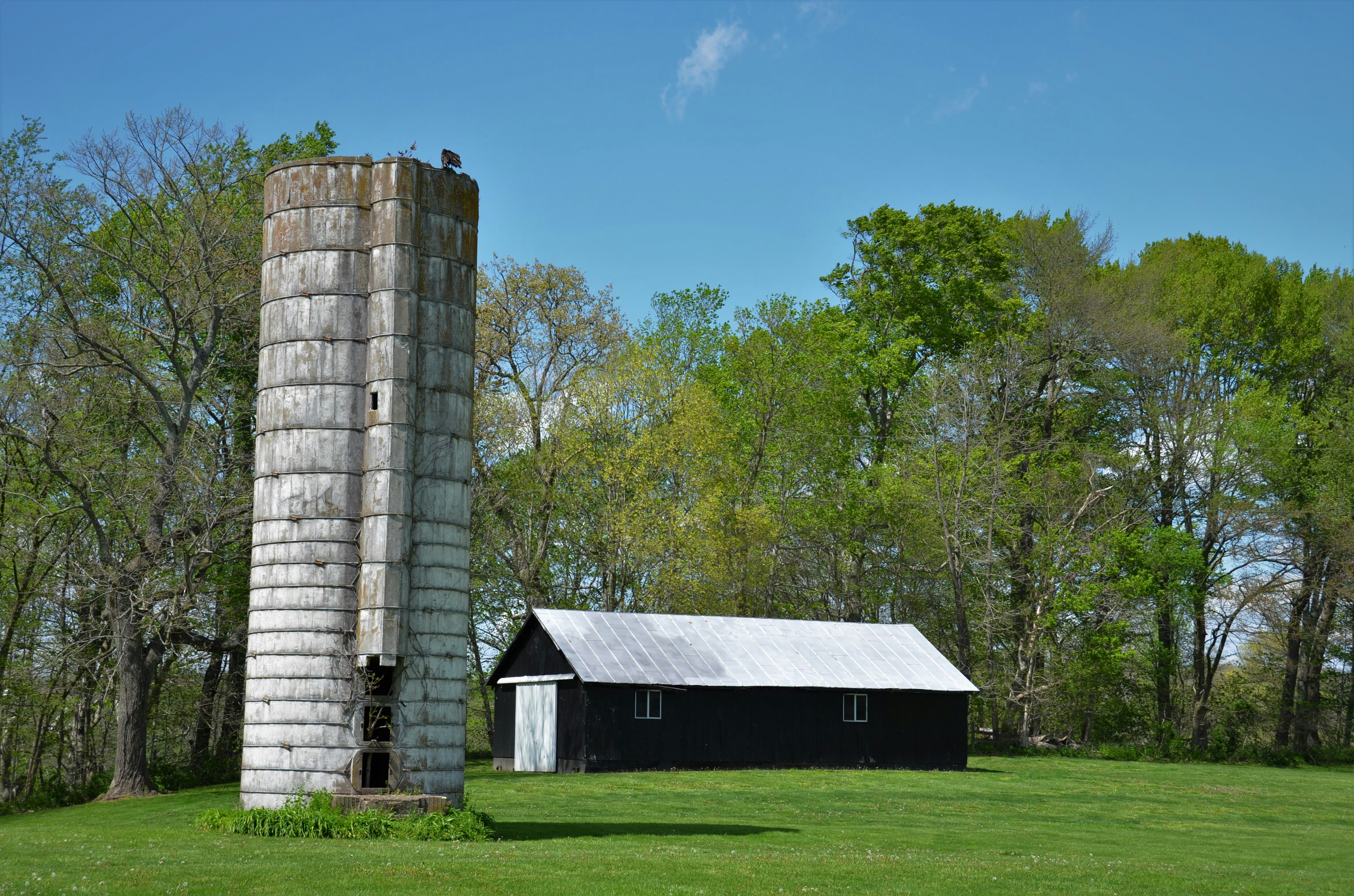 Black barn and leaning silo
