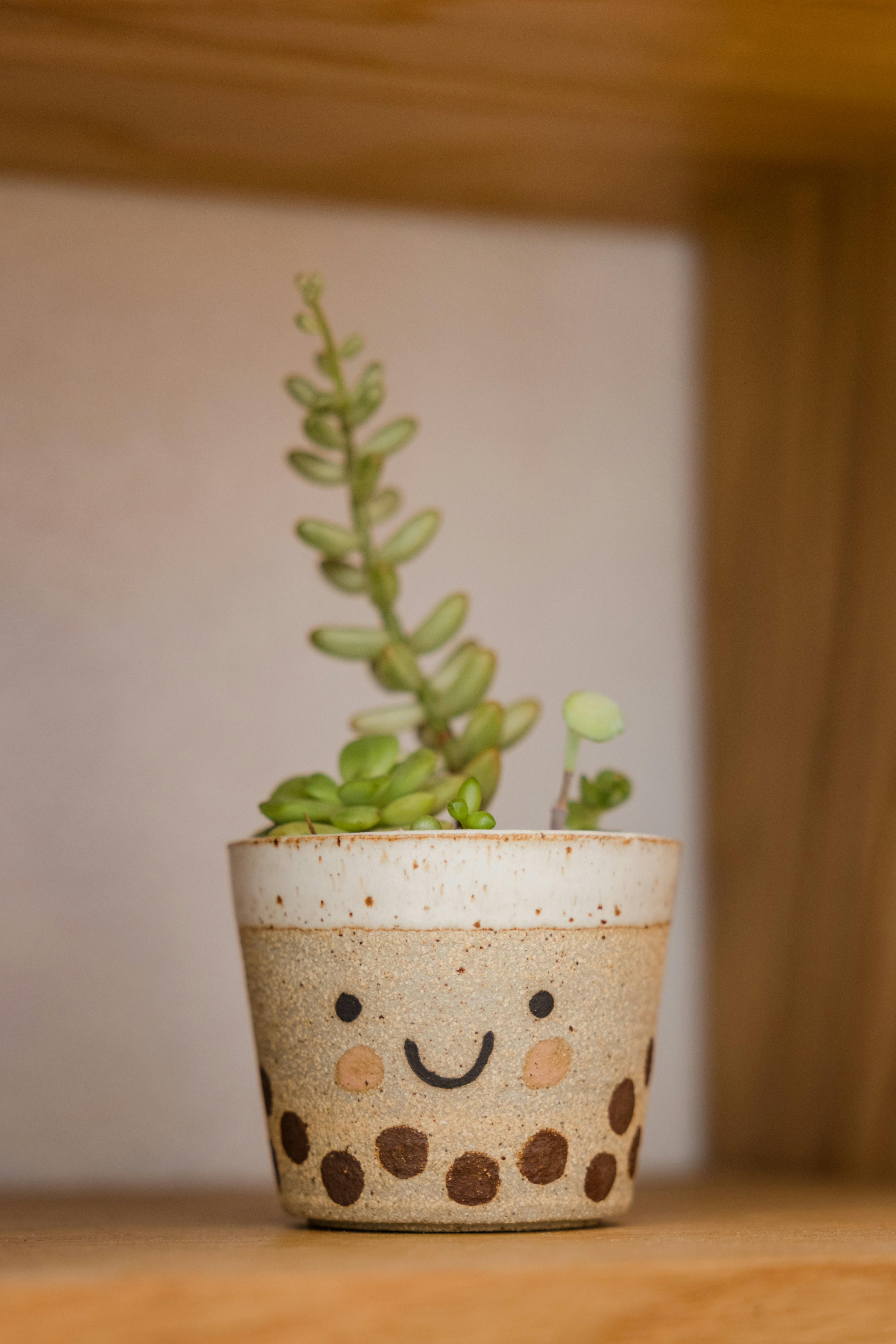 Cheerful Ceramic Pot with Tiny Succulents on a Quiet Wooden Shelf