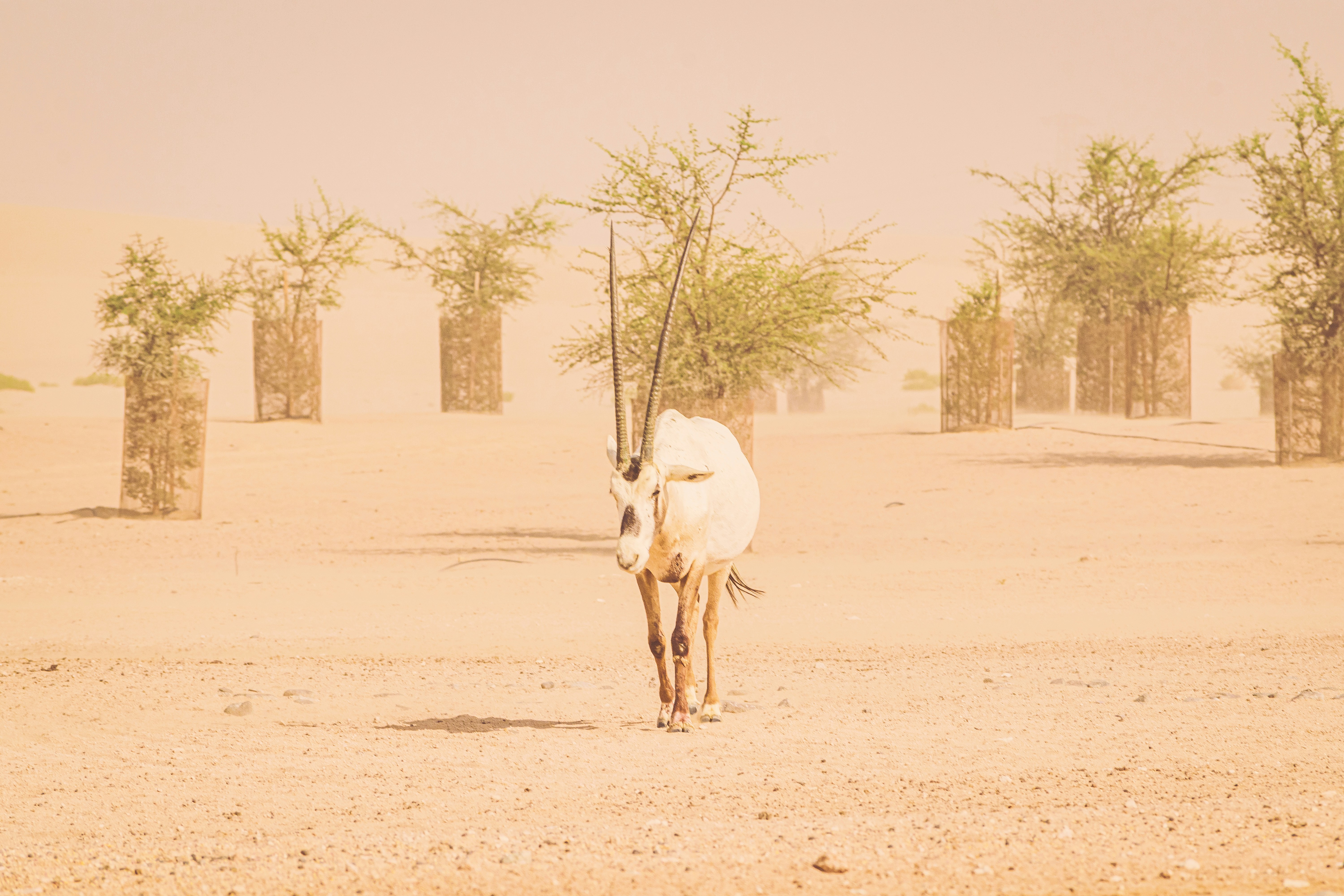 White and brown deer on brown sand during daytime photo – Free Dubai ...