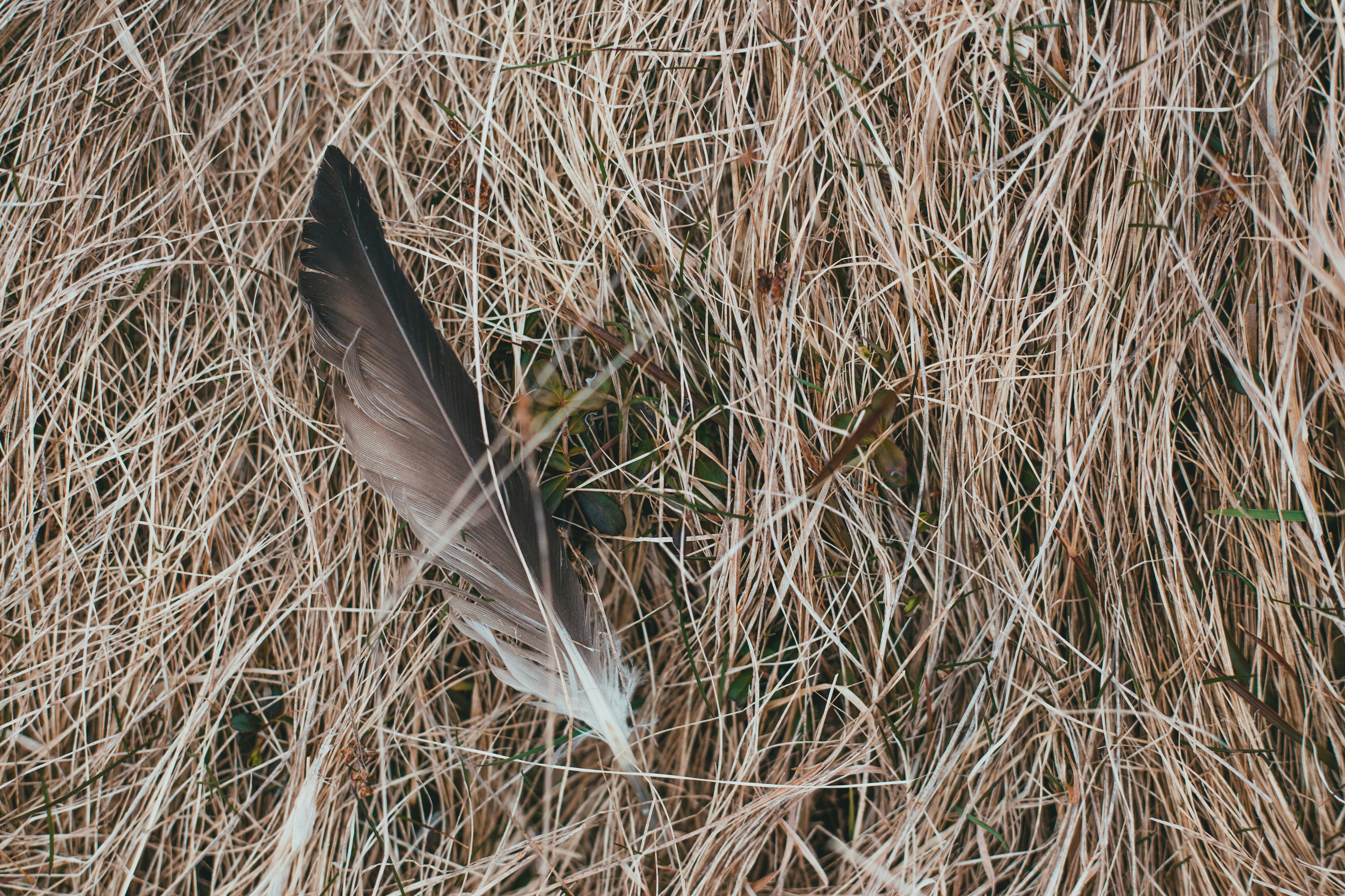 black and white bird on brown wheat field during daytime