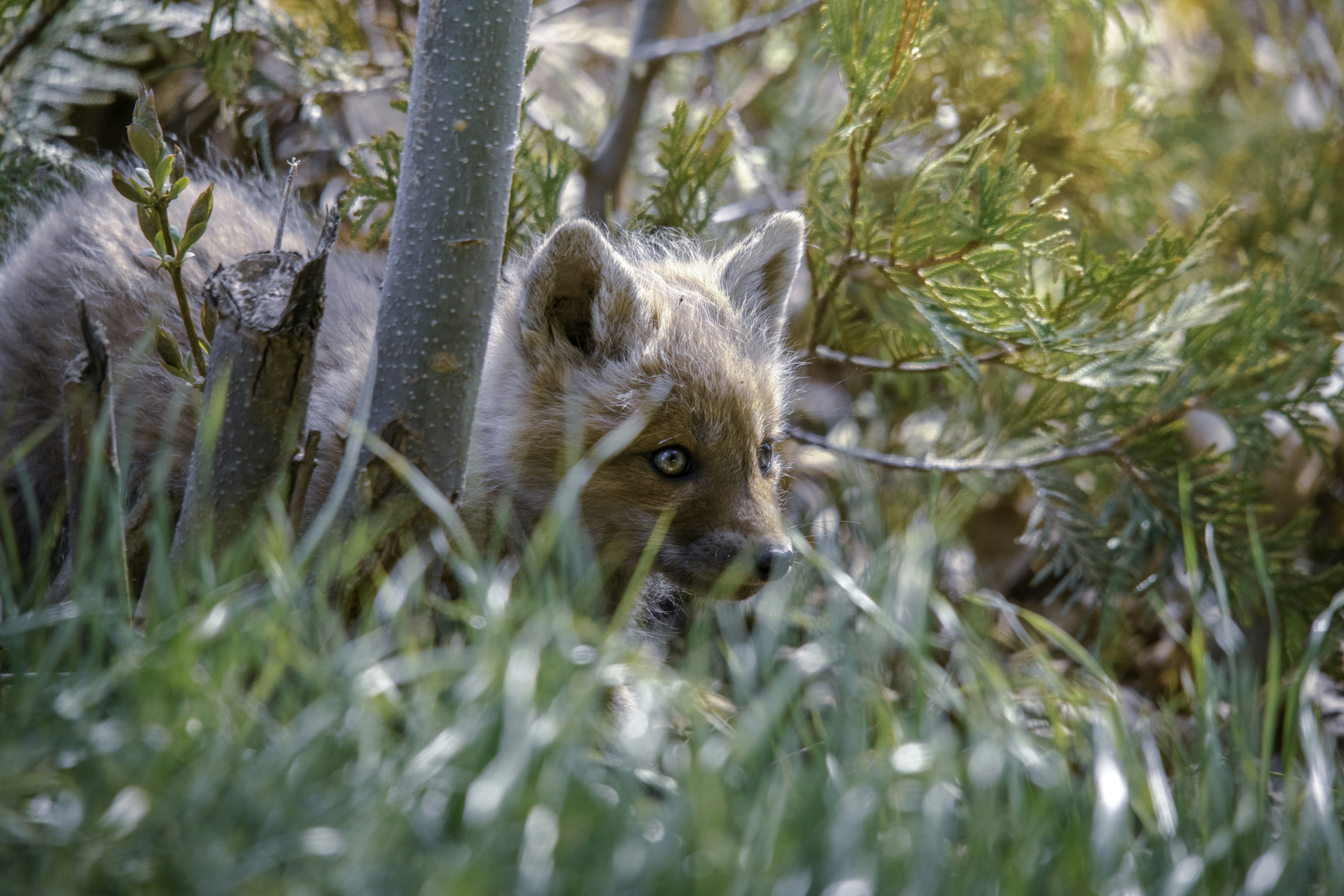 A young fox peeks through dense grass and foliage, showcasing its keen gaze and natural camouflage. The scene captures the essence of wildlife in its habitat.