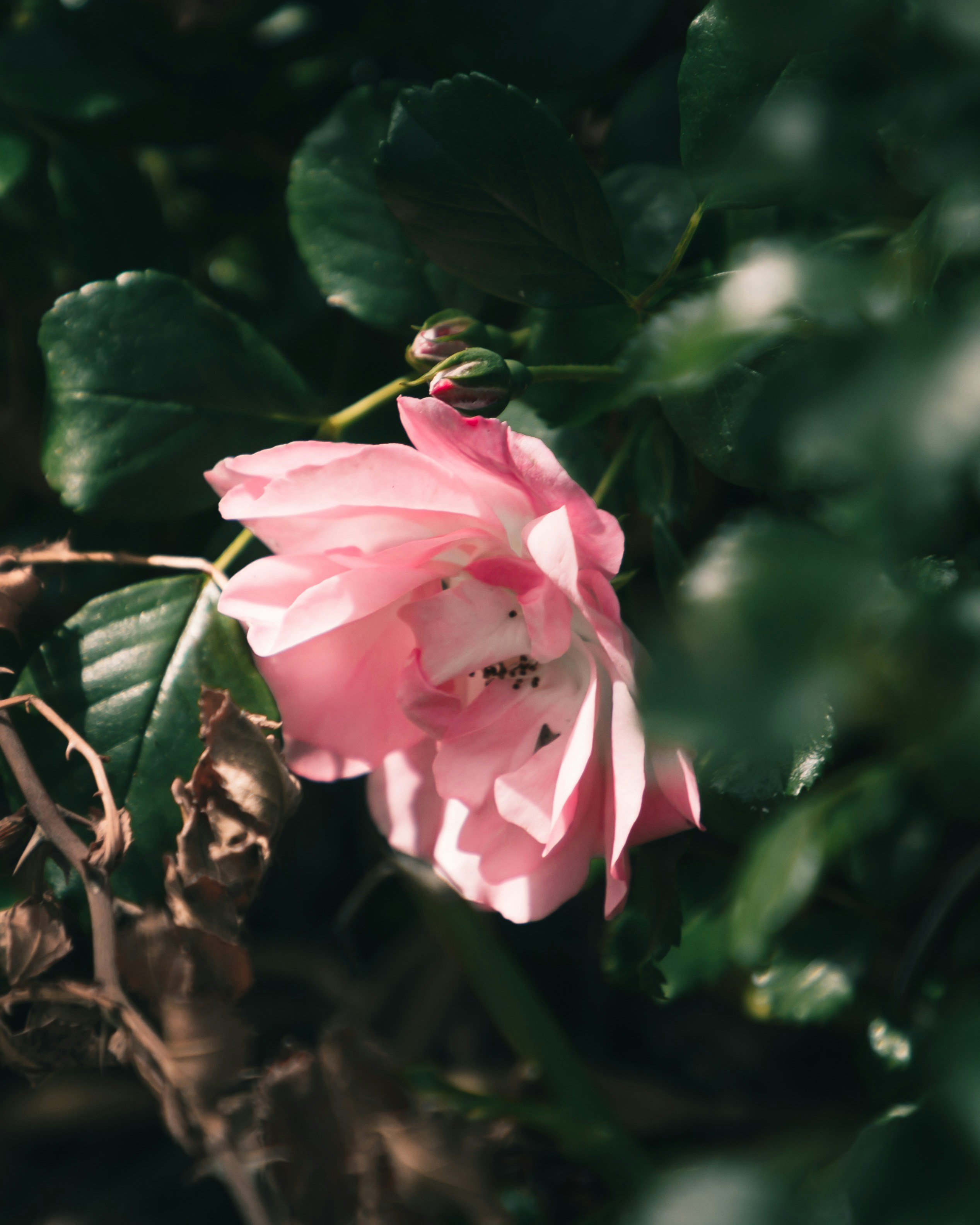 Petal in Focus: a pink rose bathed in soft dappled light