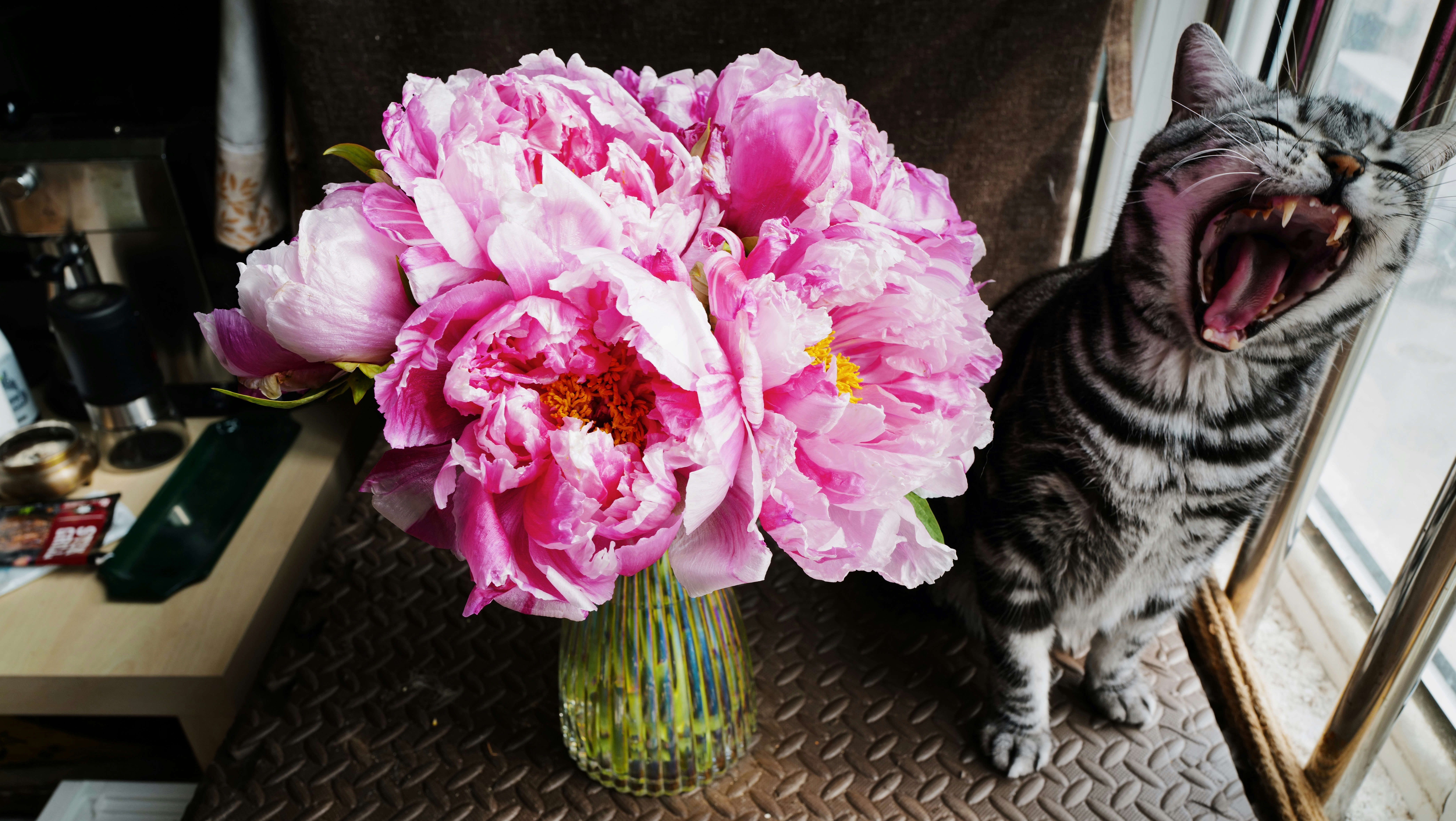 Pink Peony Core—A Cat’s Yawn by Window Light