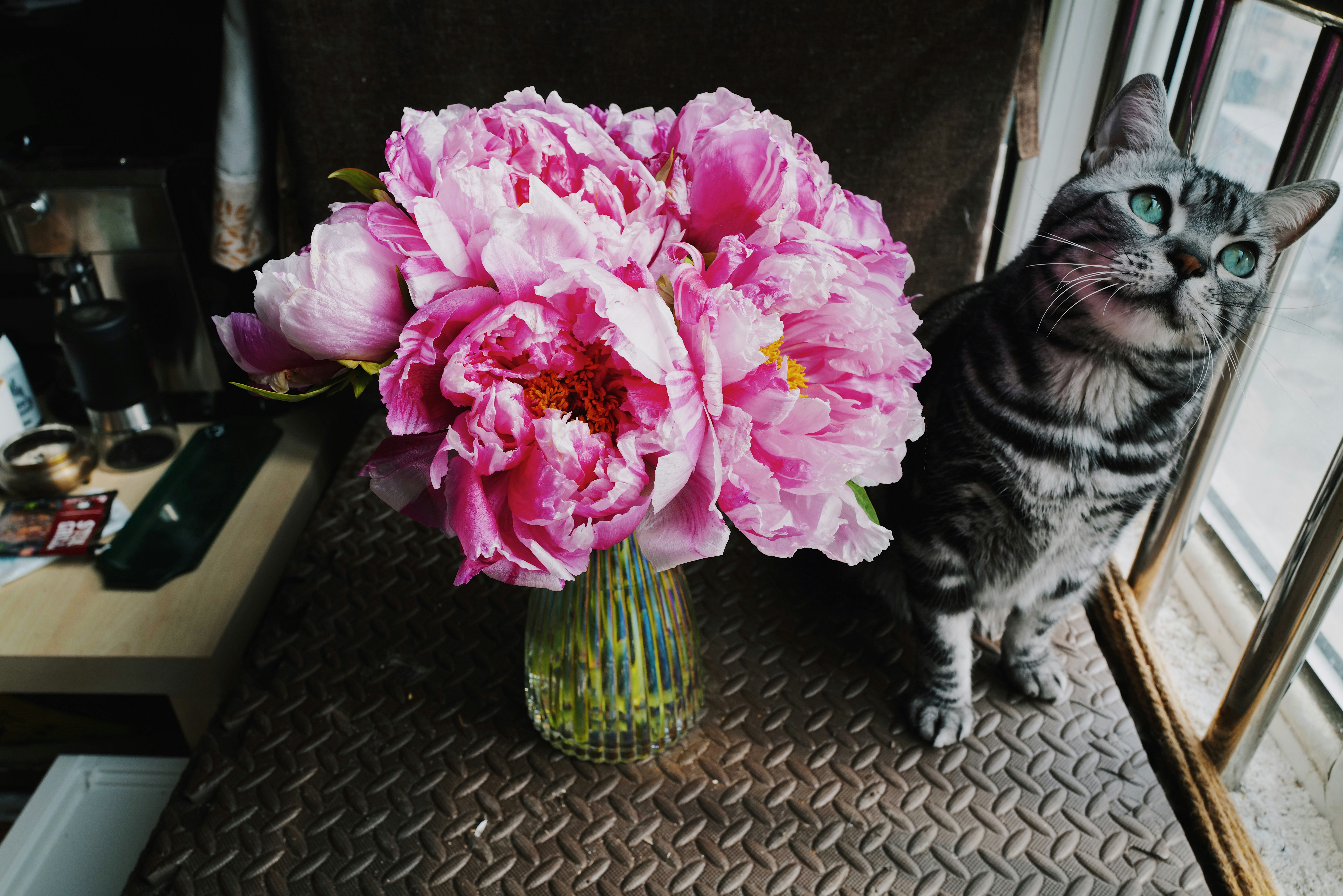 Peony Bouquet and Curious Cat by the Window