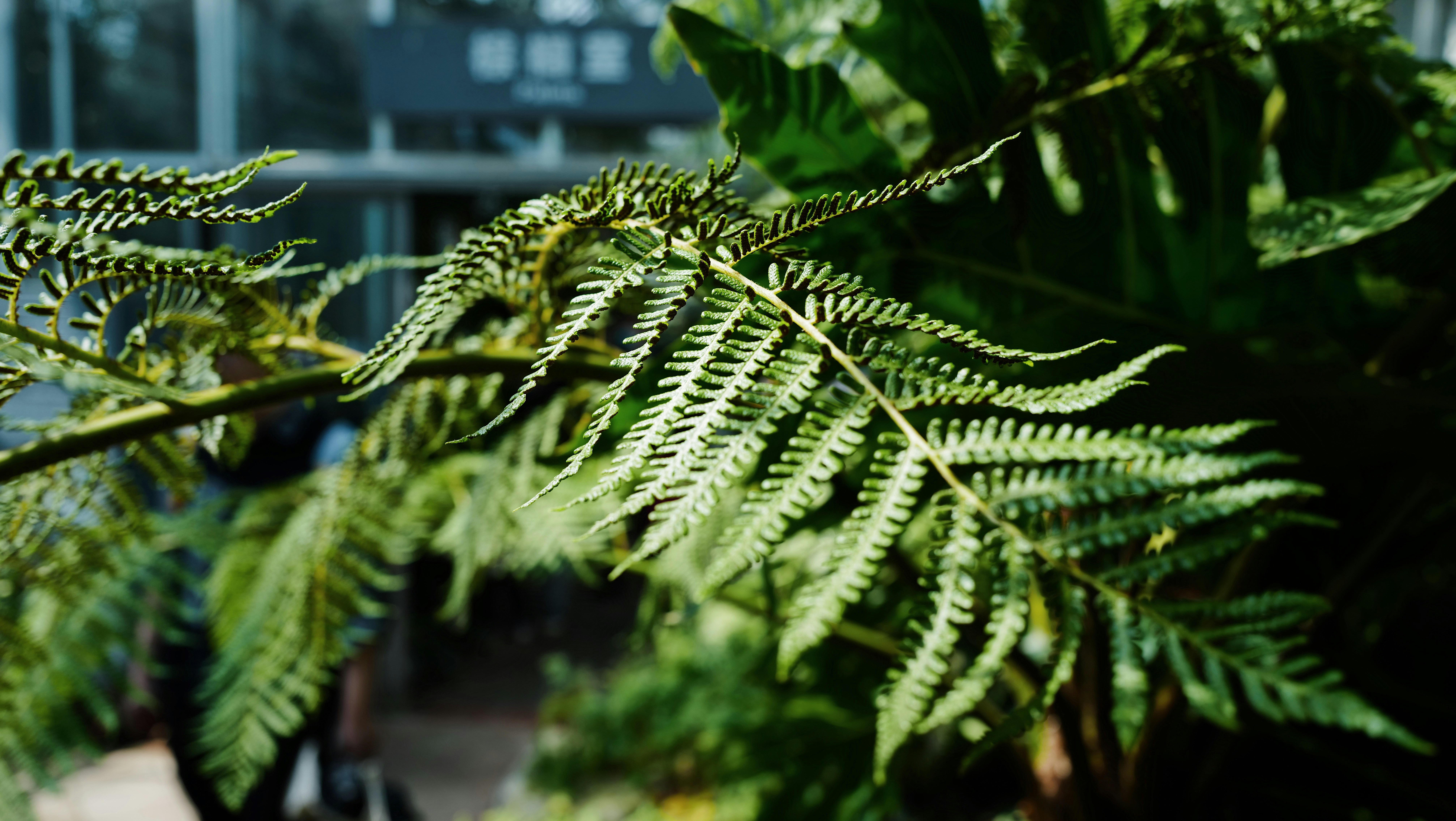 Close-Up Fern Fronds Framing a Calm Urban Backdrop