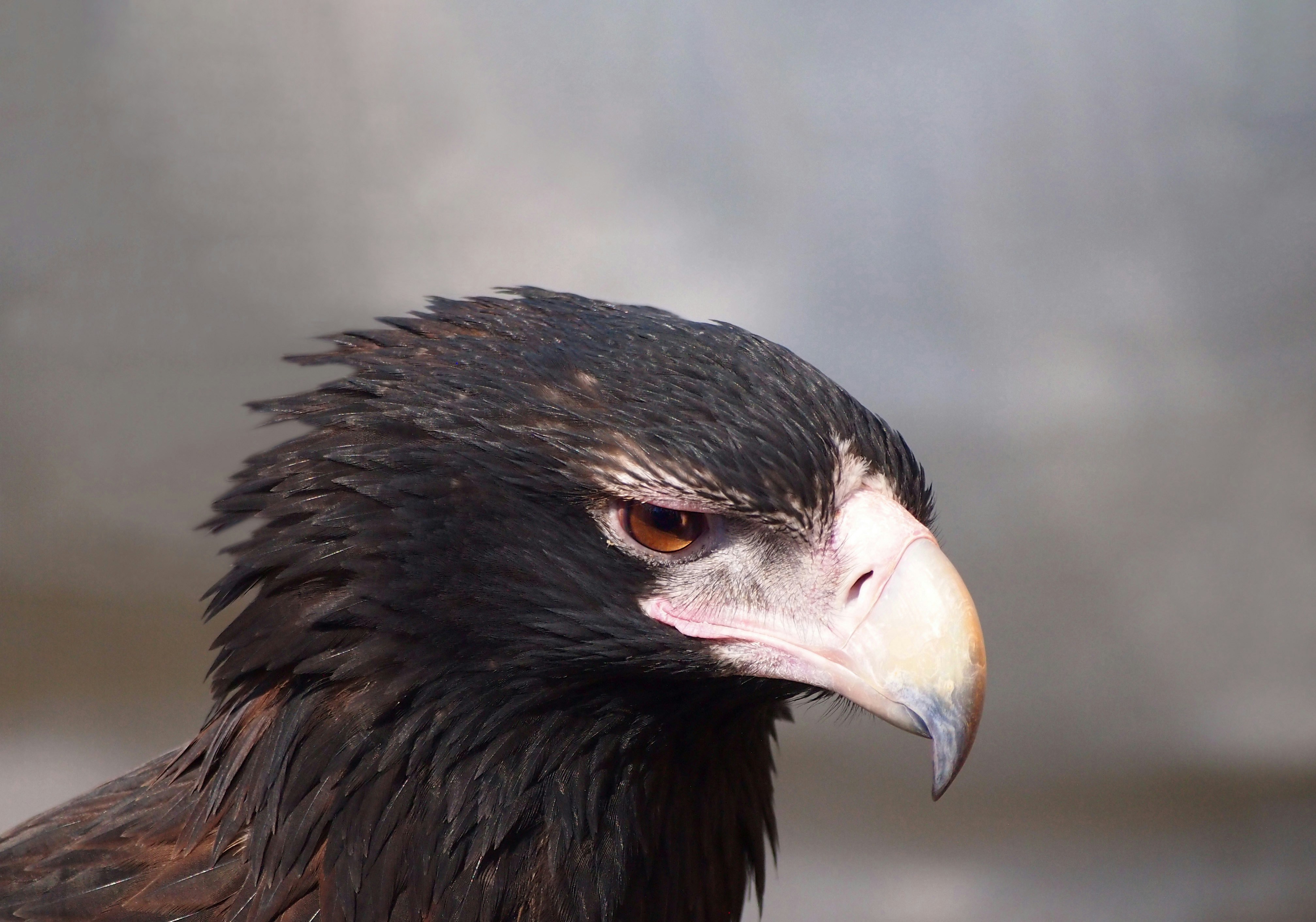 Close-up of a fierce-looking eagle, showcasing its sharp features and intense gaze against a blurred background.