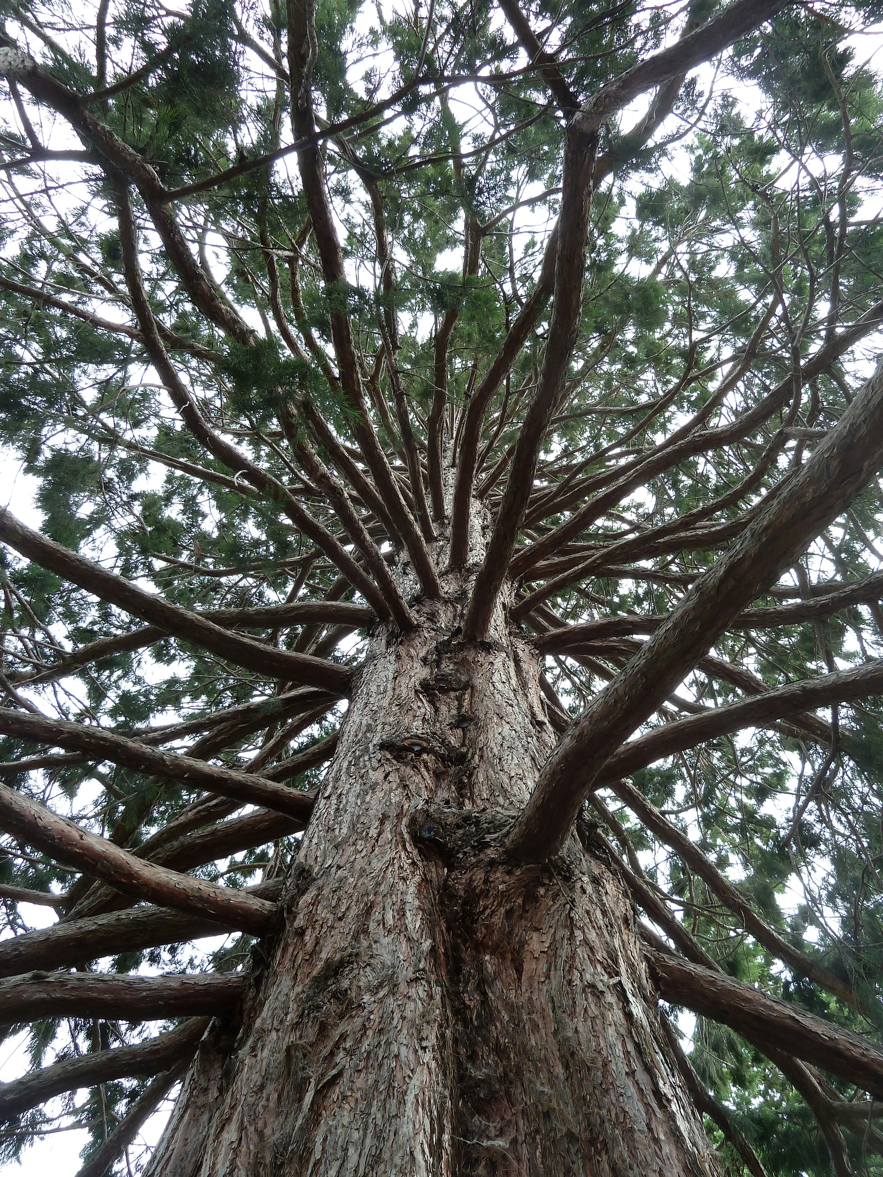 Close up of pine tree | brown tree with green leaves during daytime