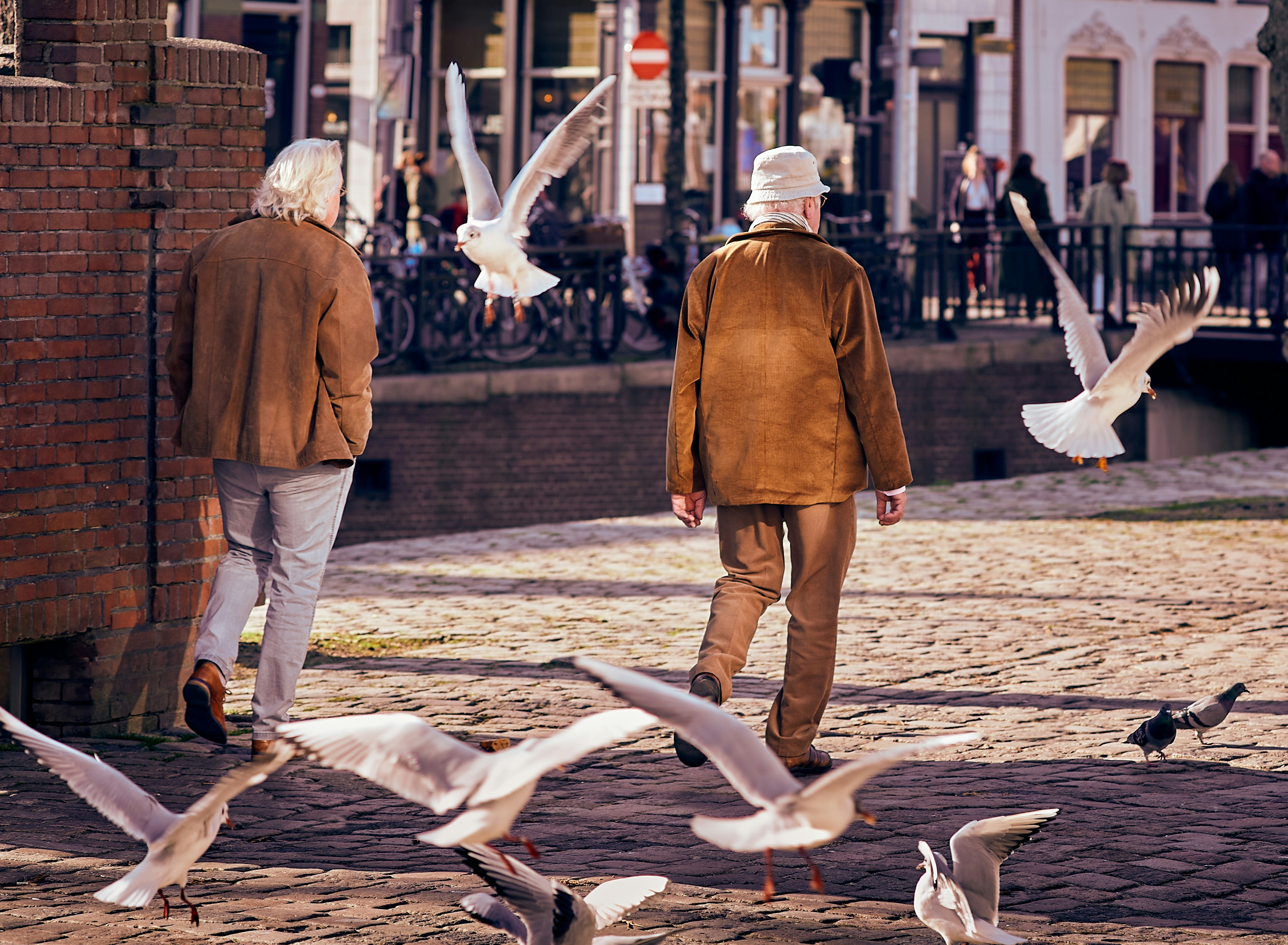 Two elderly men walking along a cobblestone path as seagulls take flight around them. The scene captures a moment of peaceful coexistence between humans and nature.