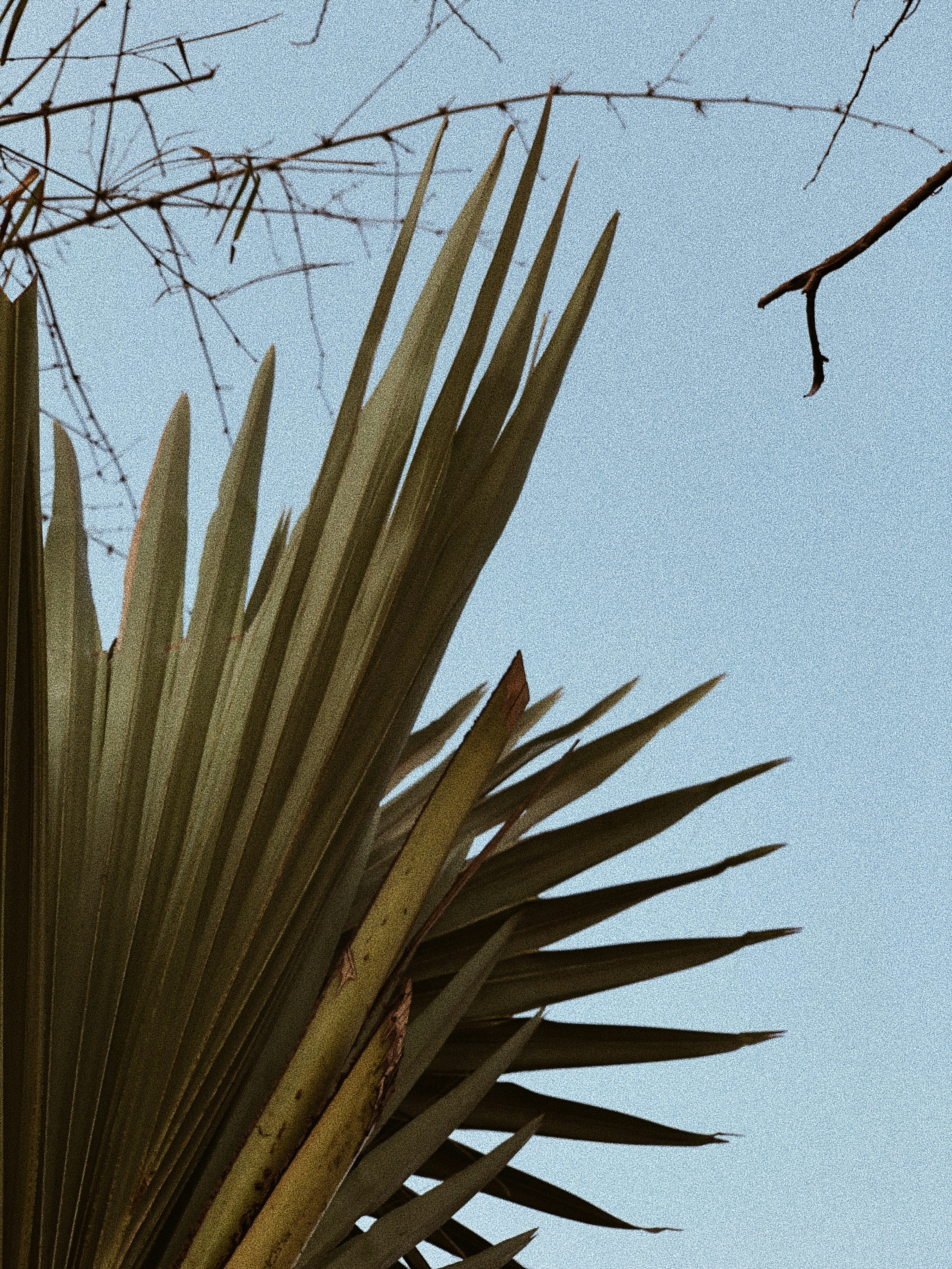 Palm tree close up.