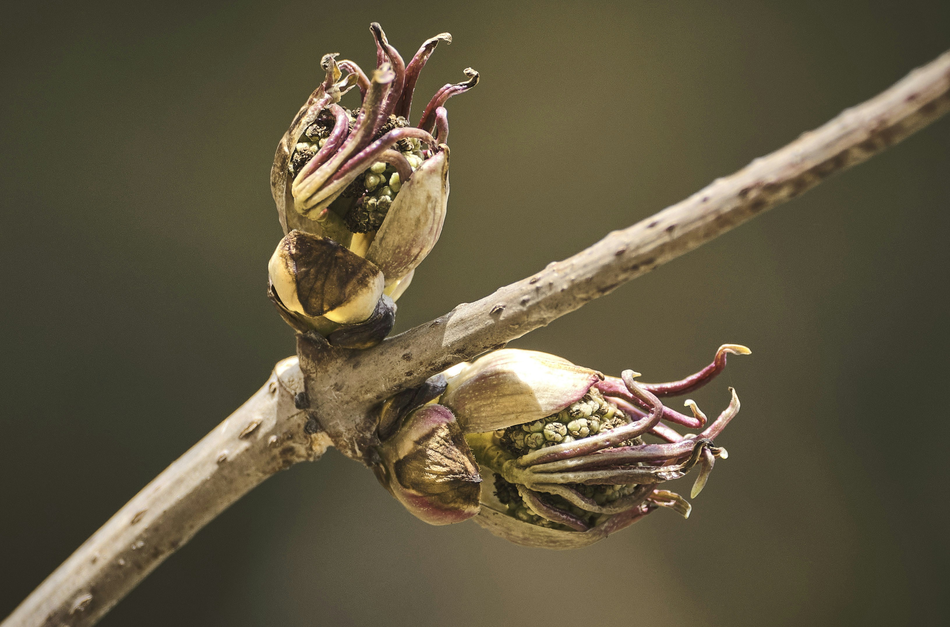 Bud Emergence on a Weathered Branch
