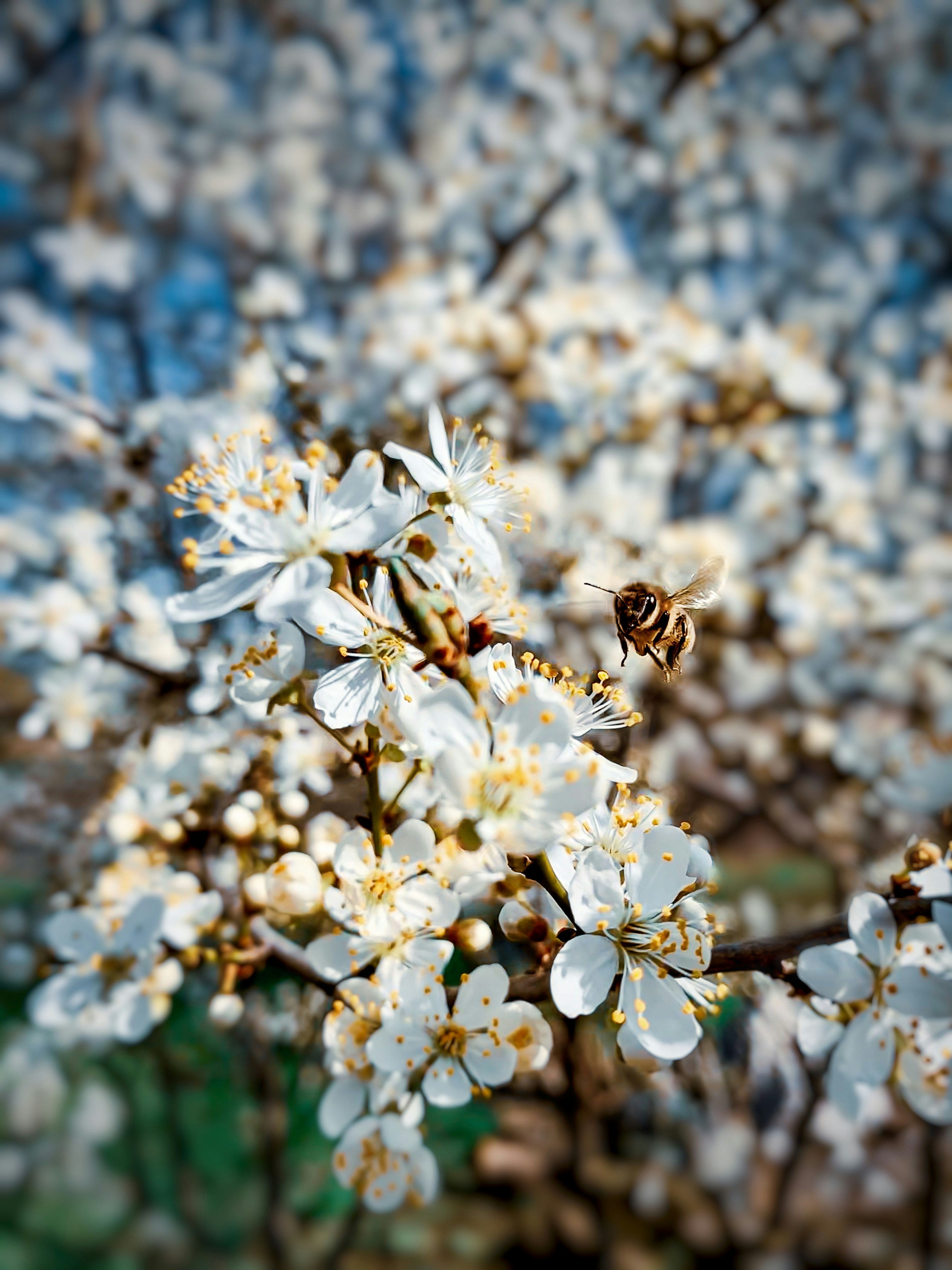 A Bee Among White Blossom
