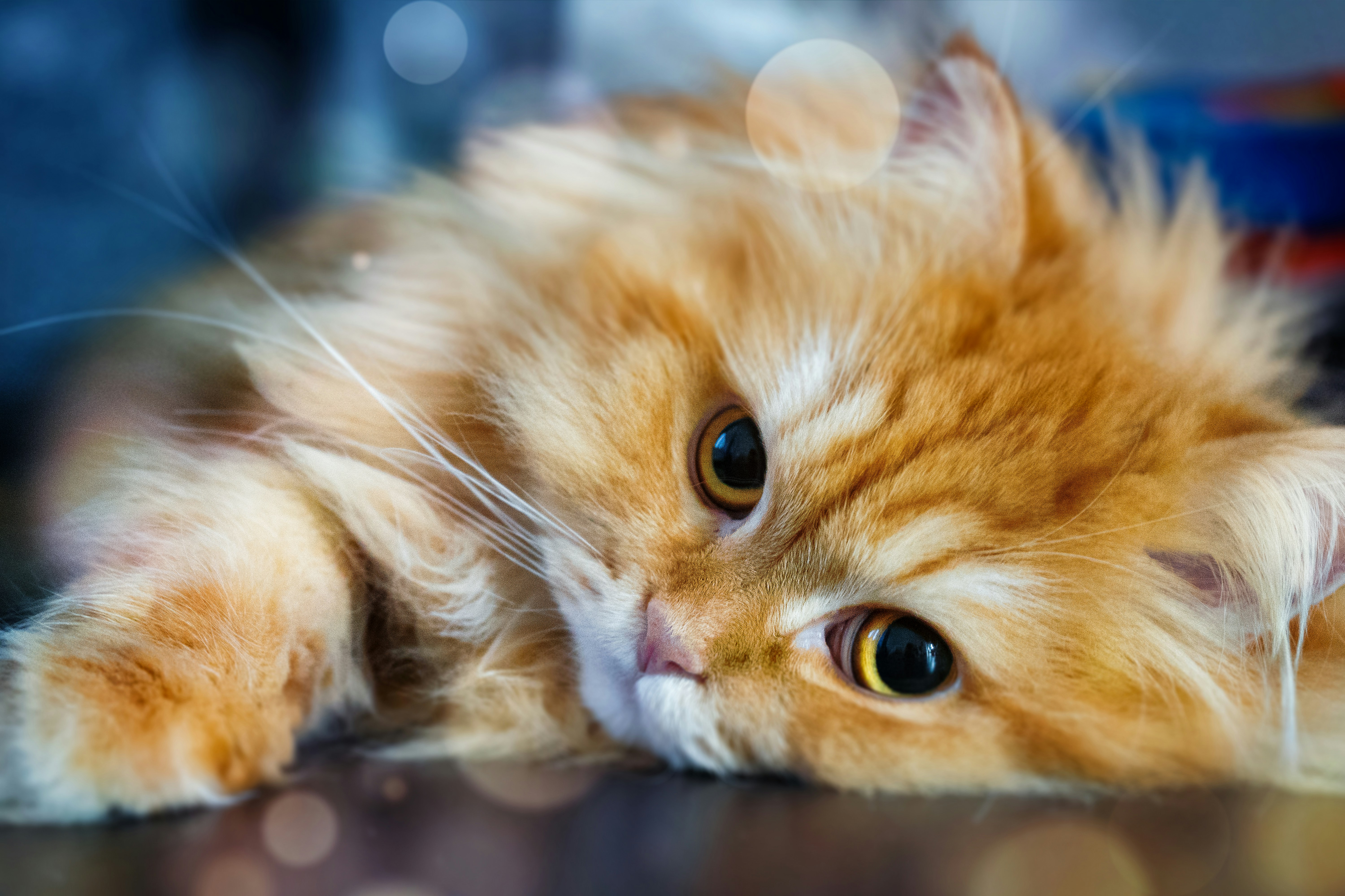 750+ Cute Cat Pictures | Download Free Images on Unsplash