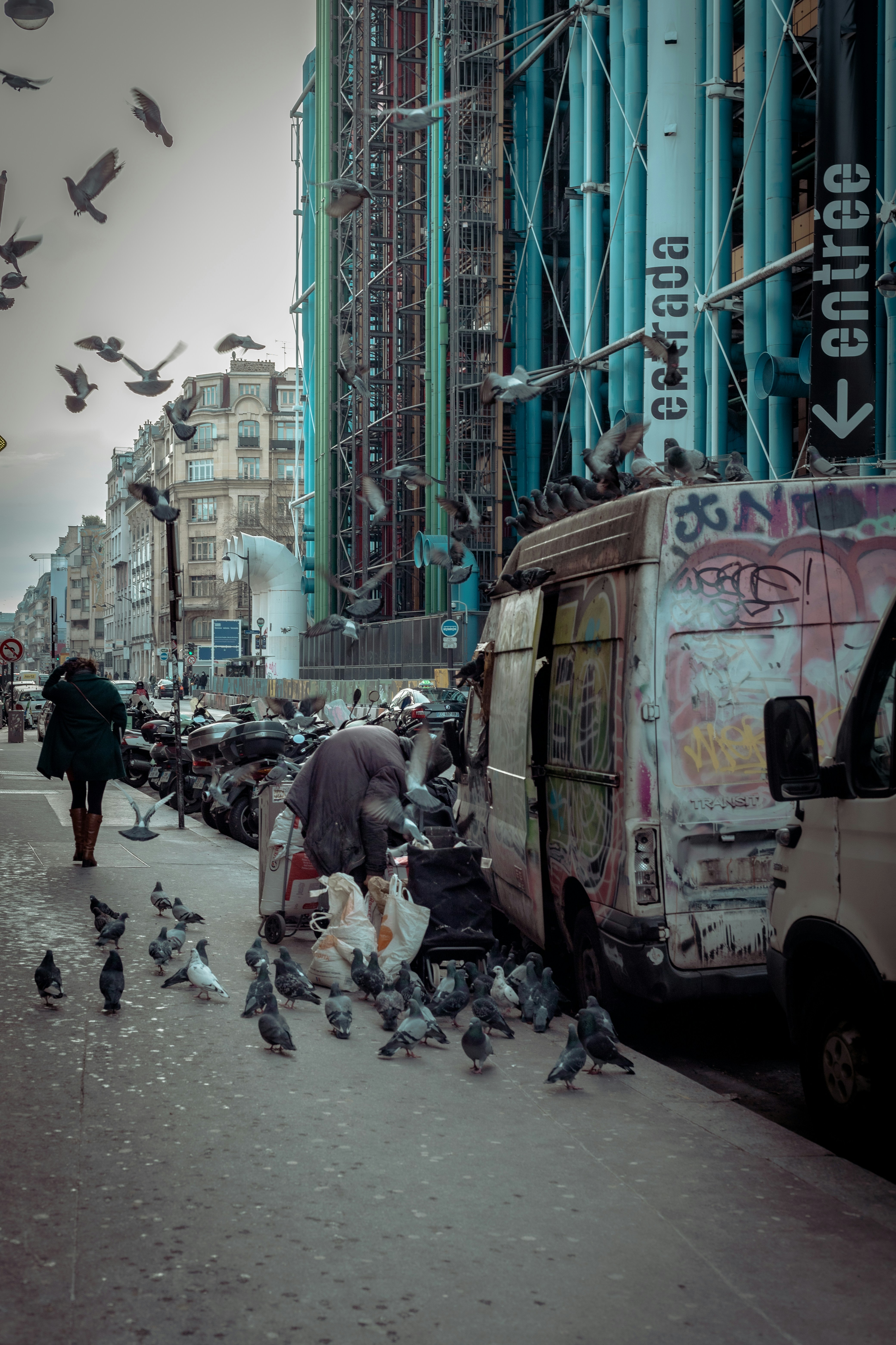 a flock of birds flying over a city street