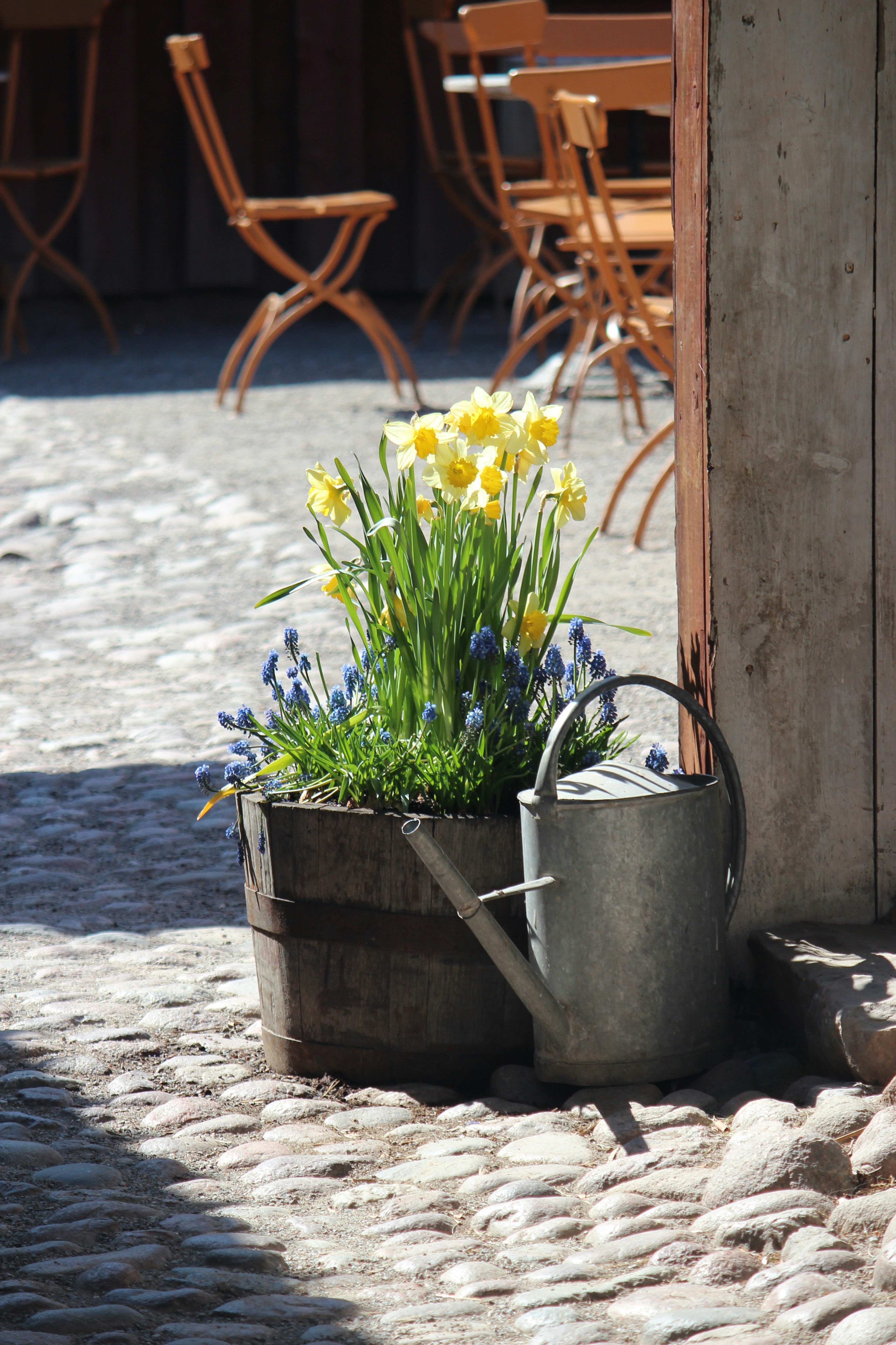 Sunlit Daffodils in a Weathered Barrel Beside a Cobblestone Café