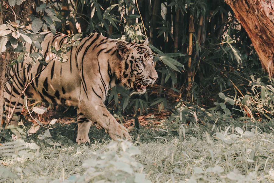 A tiger moves cautiously through dense foliage, head low and mouth slightly open. Warm, muted tones and layered leaves frame the animal in a natural habitat.